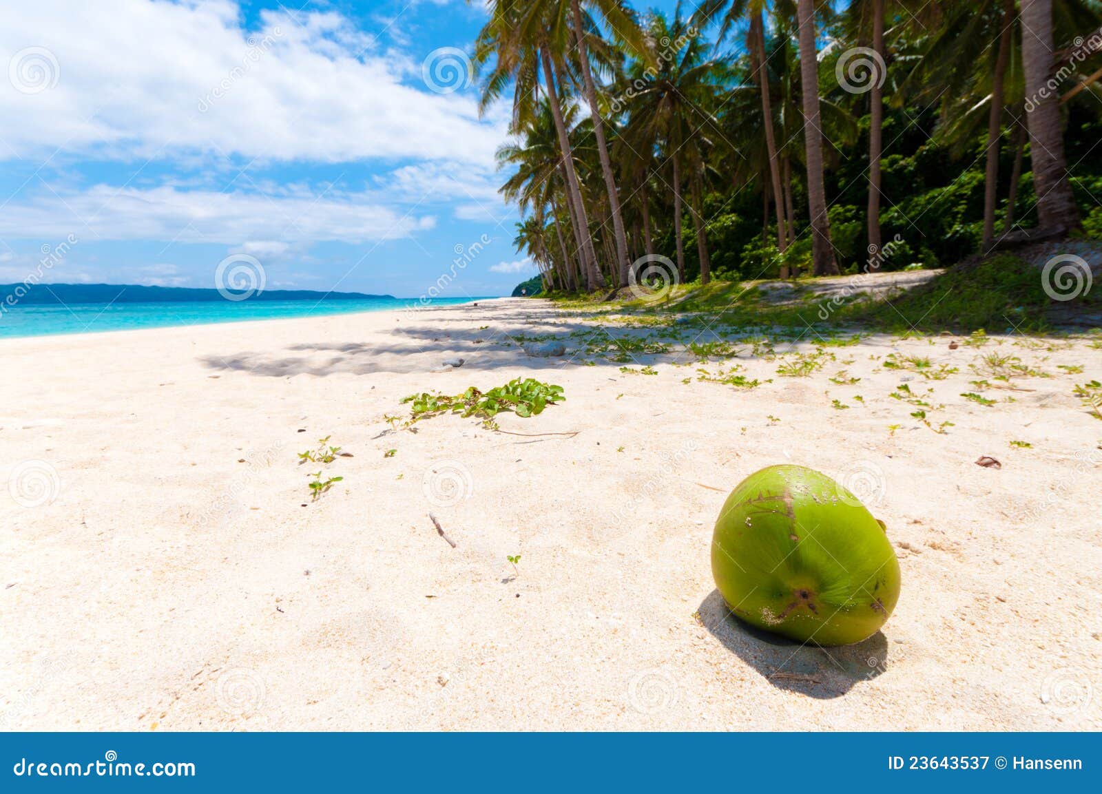 Fallen coconut stock image. Image of nature, food, scenic - 23643537