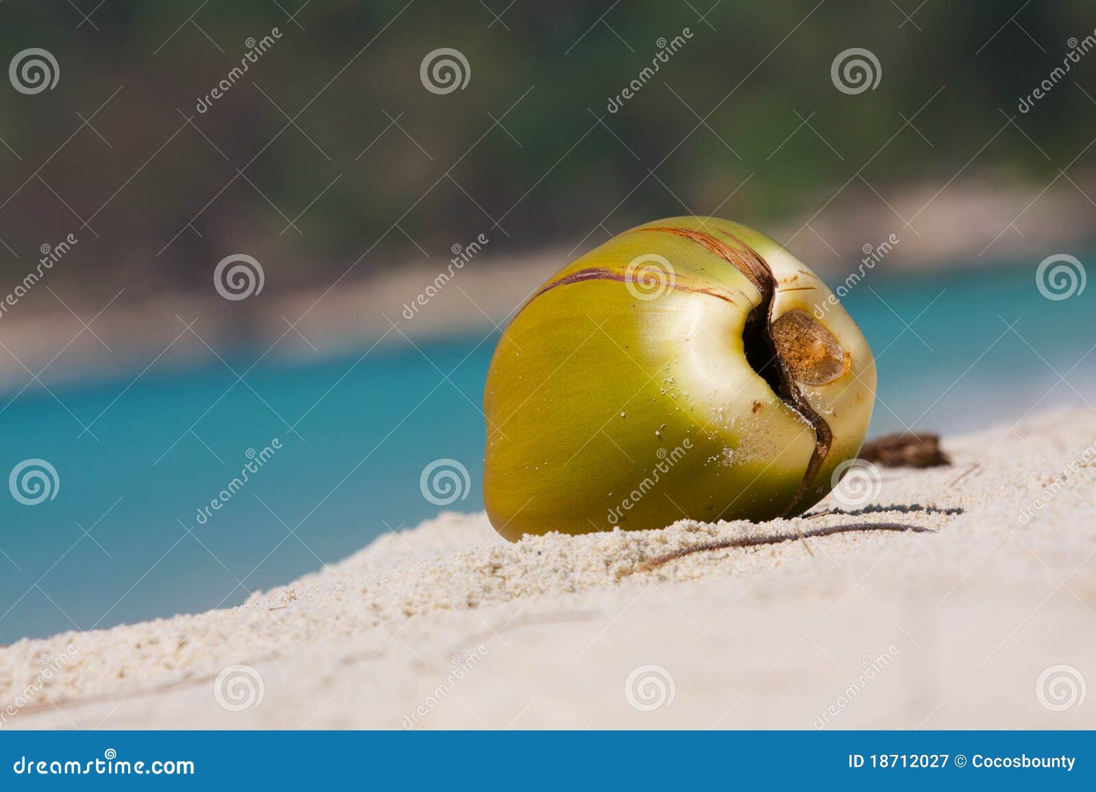 Fallen coconut broken up stock image. Image of outside - 18712027