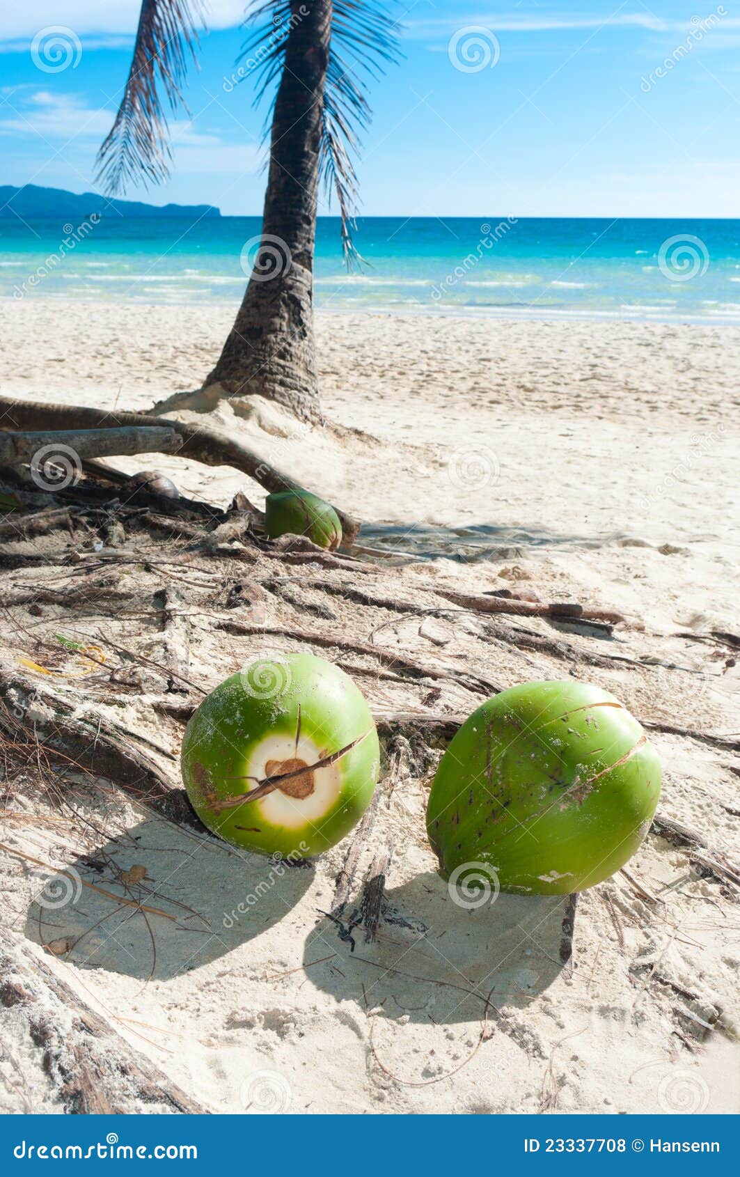 Fallen coconuts stock photo. Image of coolness, blue - 23337708