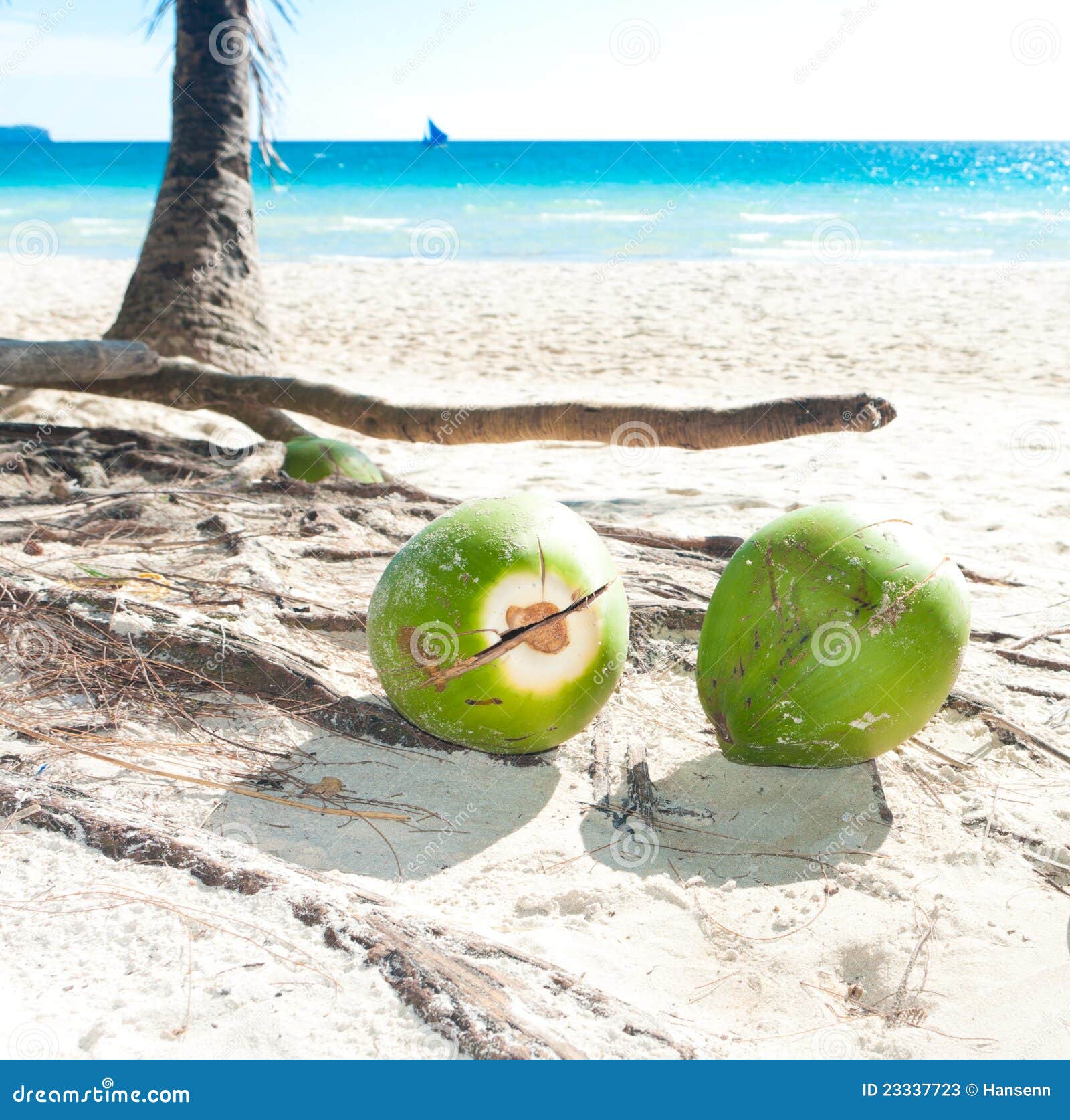 Fallen coconuts stock image. Image of green, coast, beverage - 23337723