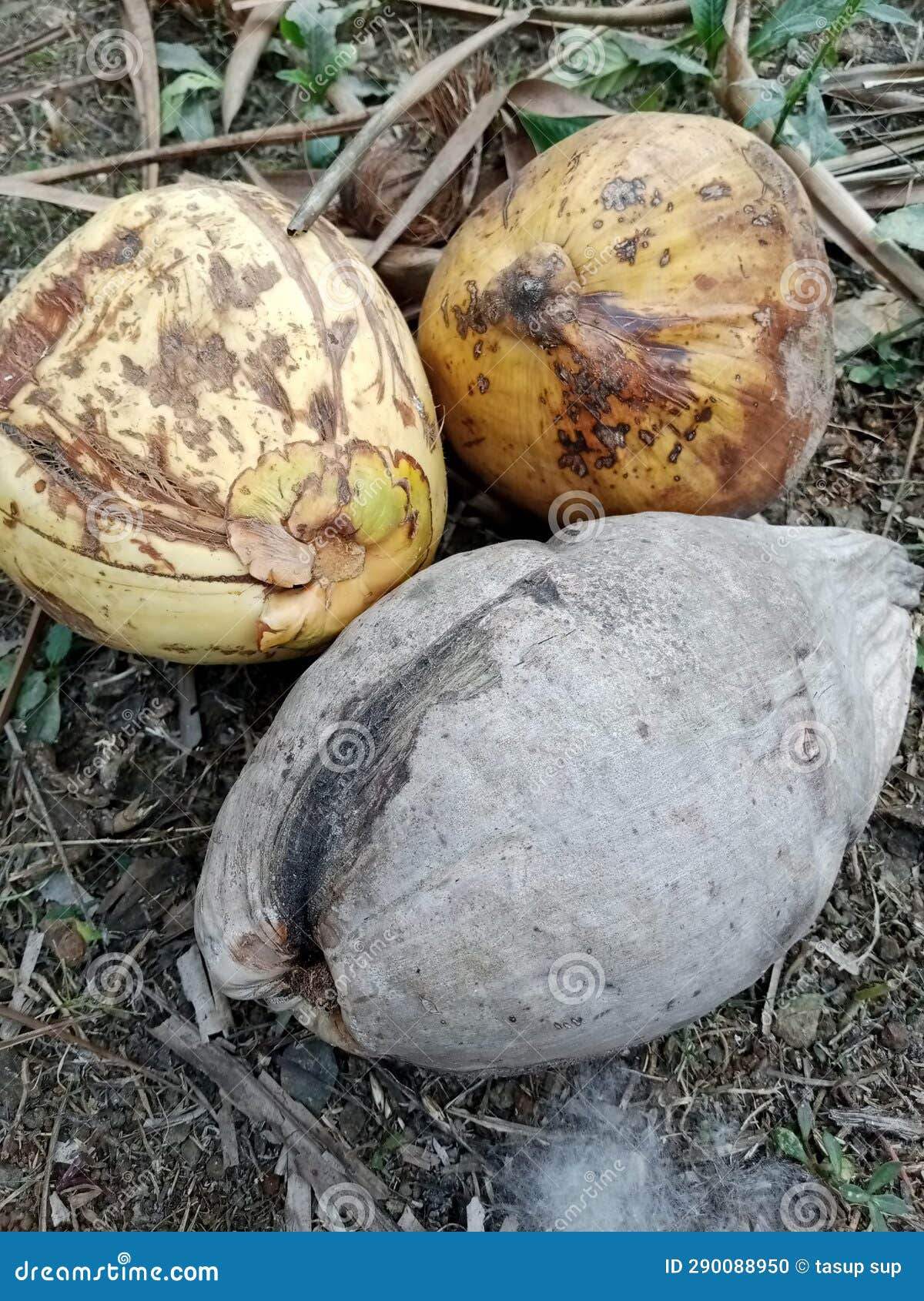 When the Fallen Coconuts are No Longer Used. Stock Photo - Image of ...