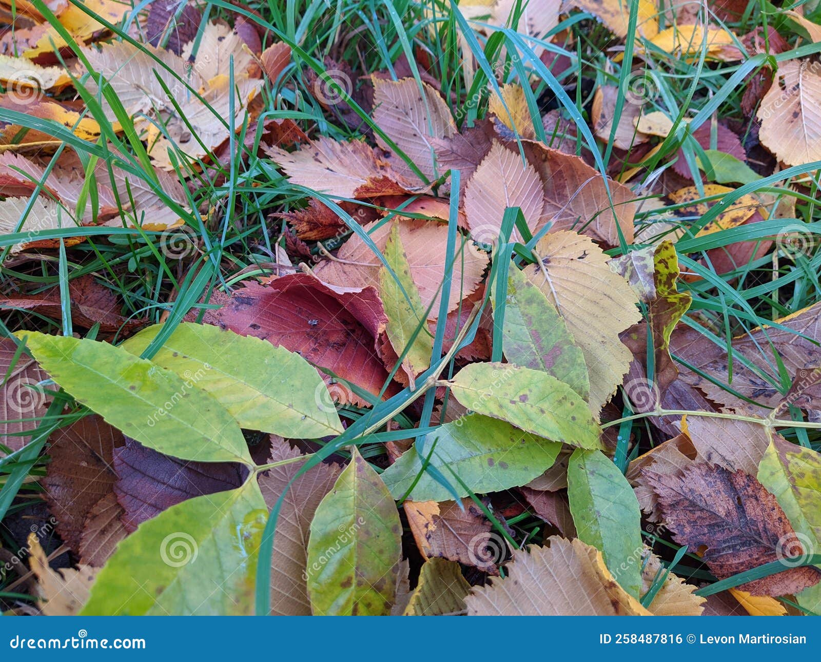 Fallen and Colorful Autumn Leaves in the Forest. Stock Photo - Image of ...