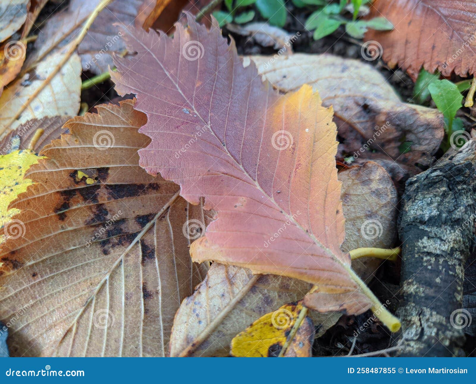 Fallen and Colorful Autumn Leaves in the Forest. Stock Image - Image of ...