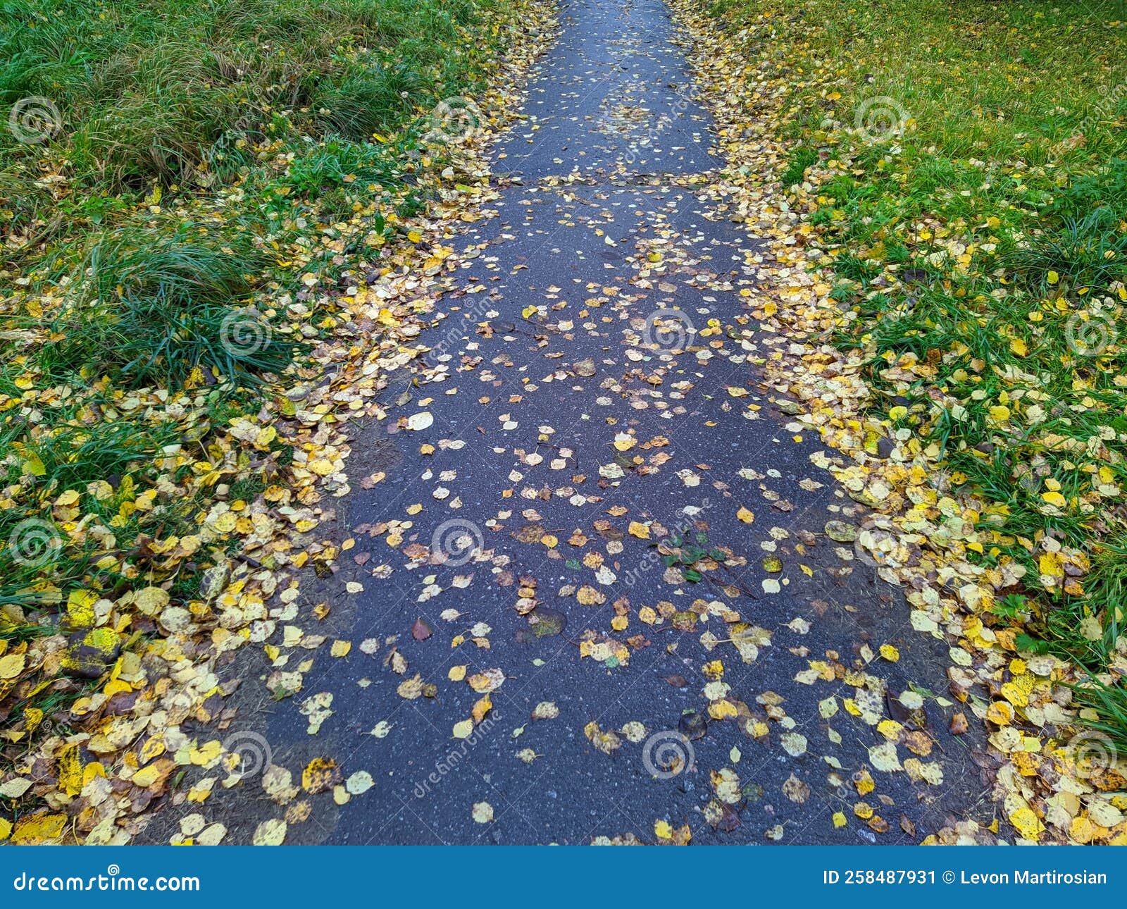Fallen and Colorful Autumn Leaves on the Sidewalk in the Park after the ...