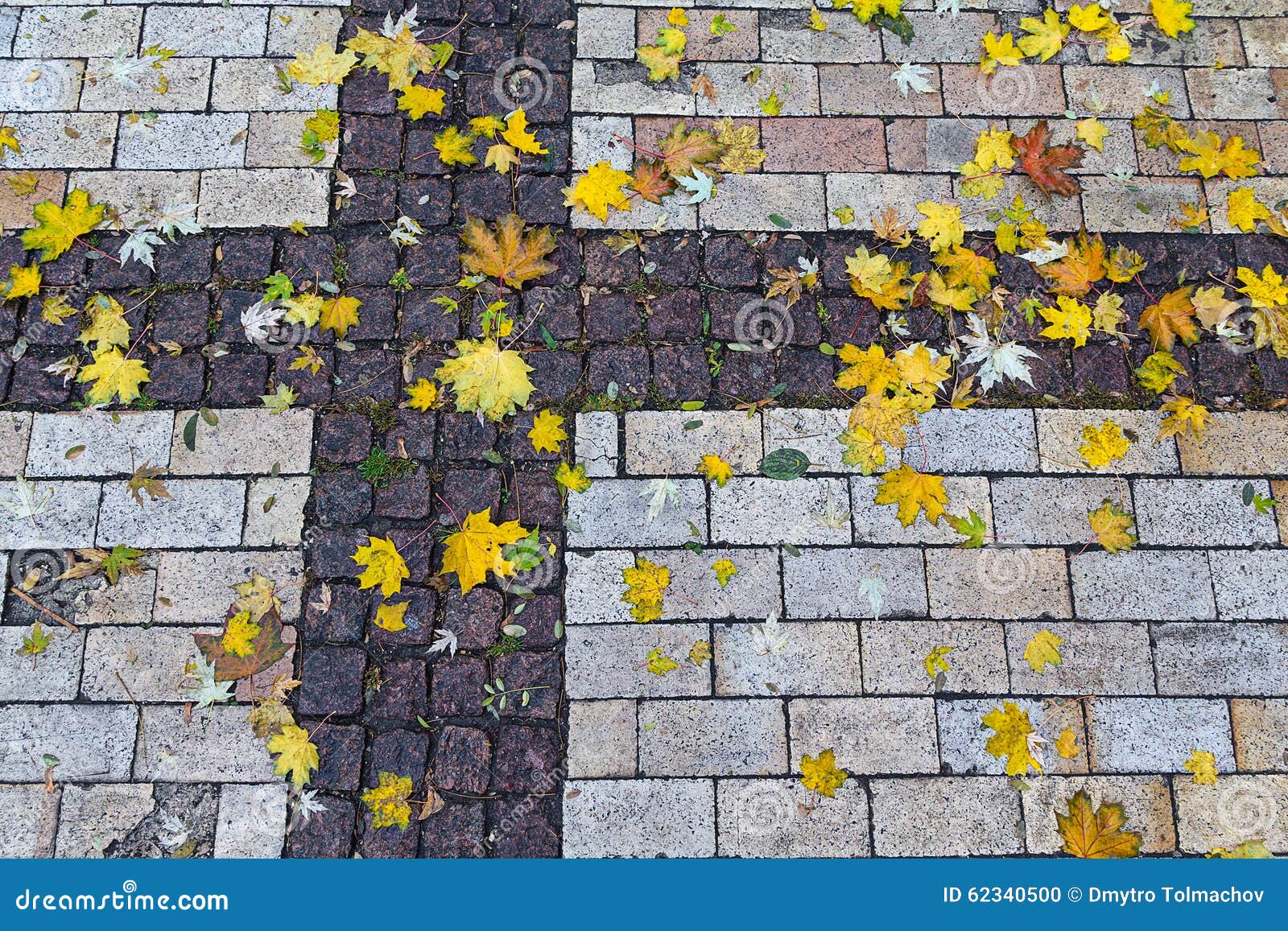Fallen Colorful Leaves on the Pavement Stock Photo - Image of falling ...