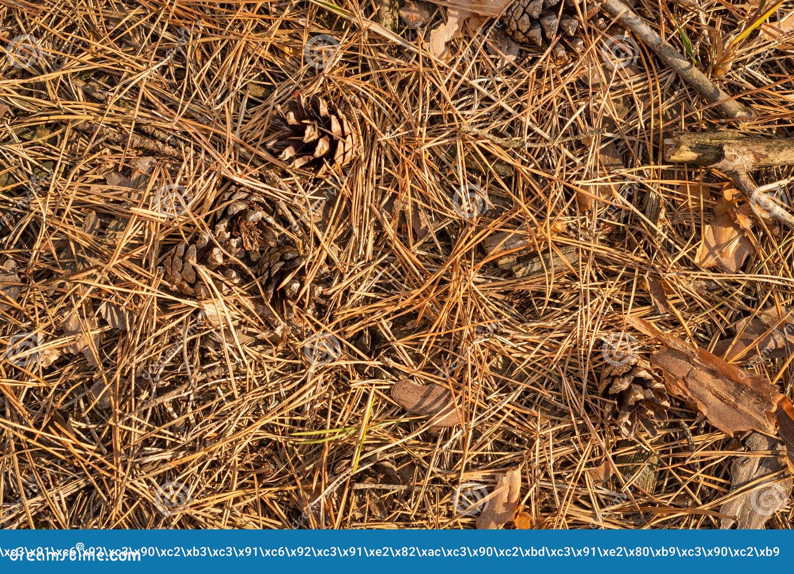 Fallen Cones and Spruce Needles in the Fall Lie on the Grass and Stock ...