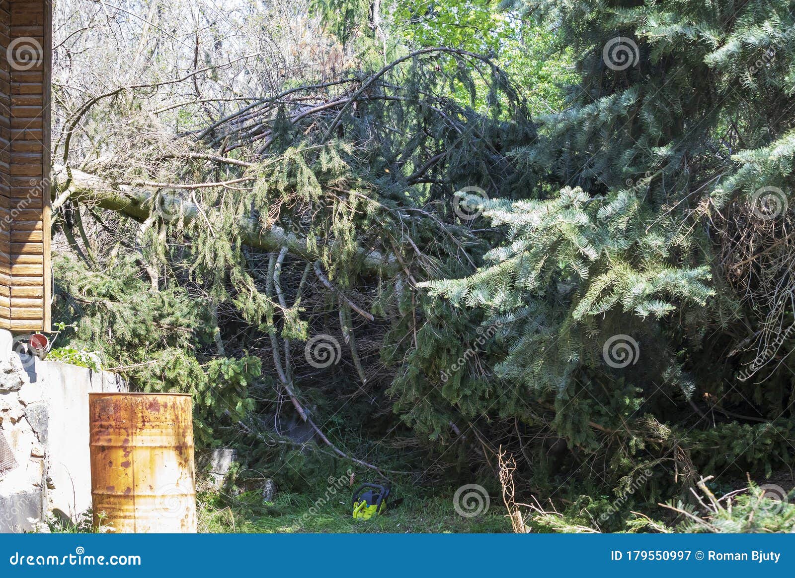 Fallen Conifer Tree at Cottage Stock Image - Image of outdoors, park ...