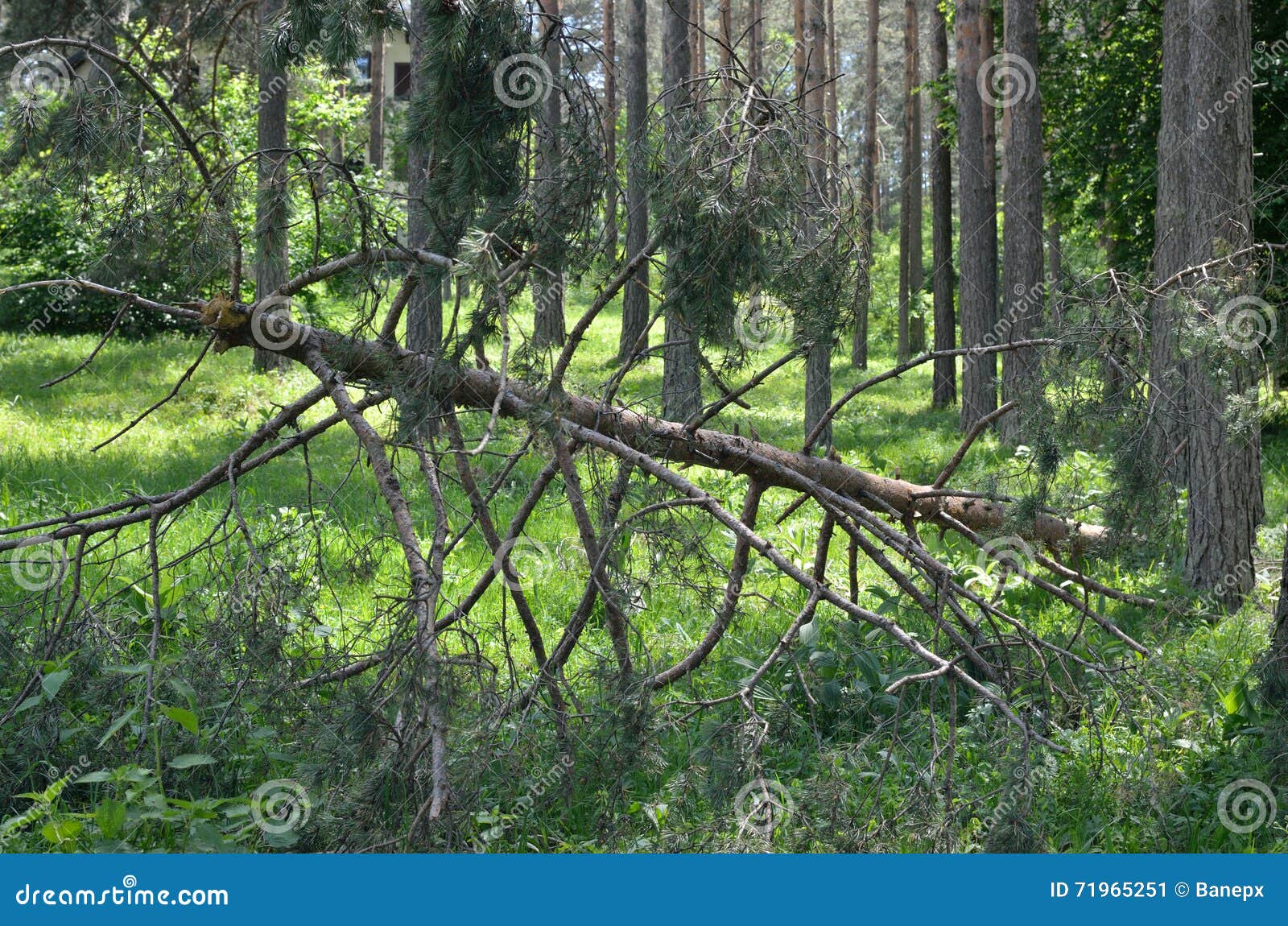 Fallen Conifer Tree stock image. Image of damage, conifer - 71965251