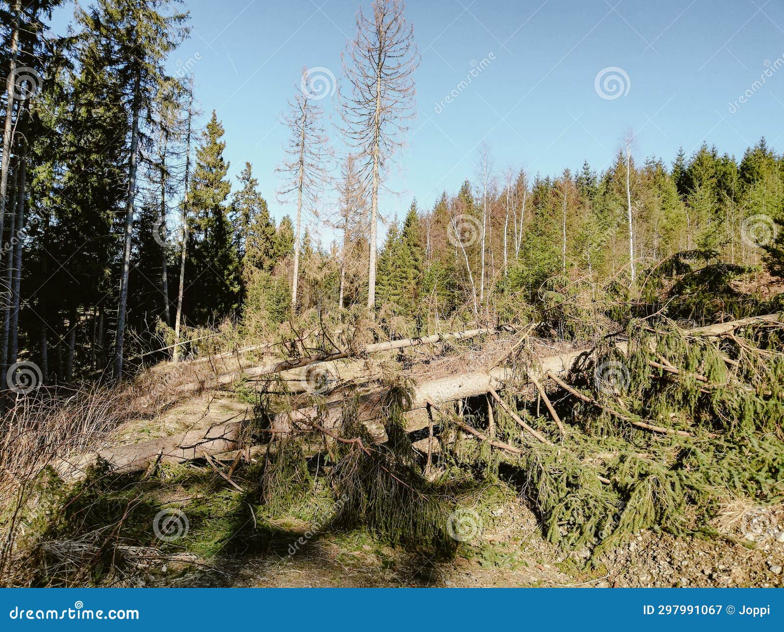 Fallen Conifer Trees in the Harz Mountains, Germany Stock Image - Image ...