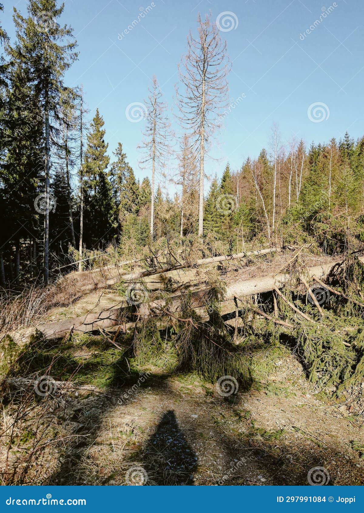 Fallen Conifer Trees in the Harz Mountains, Germany Stock Photo - Image ...