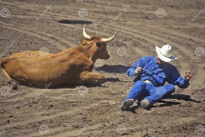 Fallen cowboy at rodeo editorial photography. Image of steer - 25961257