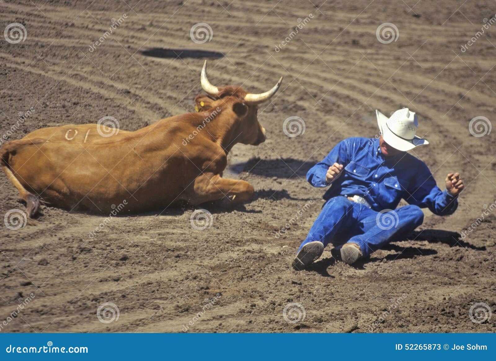 Fallen Cowboy at Rodeo with Steer, Santa Barbara, CA Editorial Stock ...