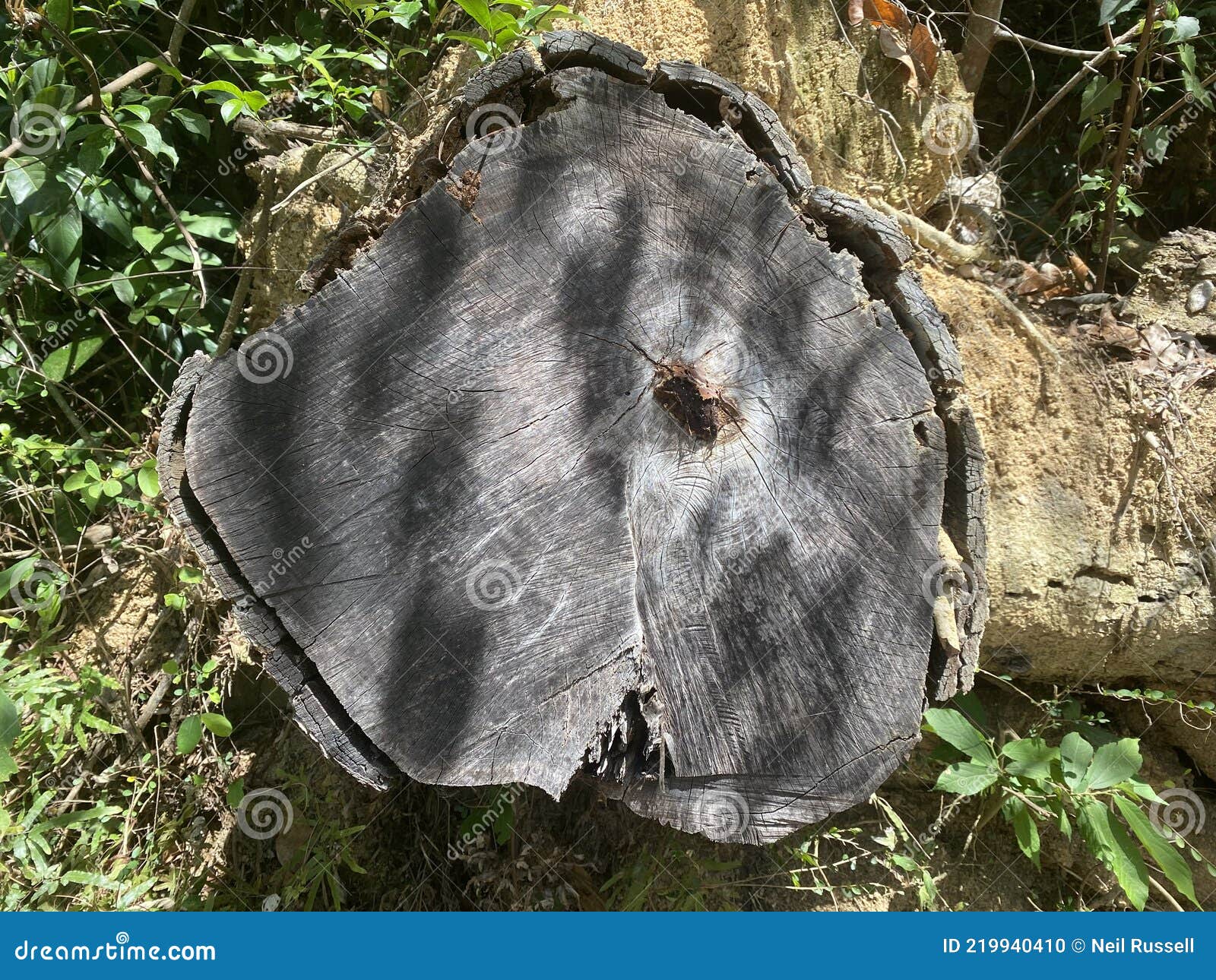 Fallen Cut Tree Trunk stock photo. Image of natural - 219940410