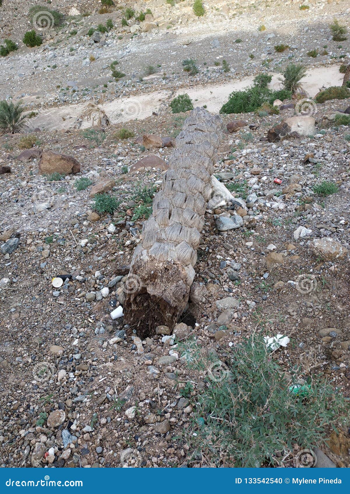 Fallen Date Tree stock photo. Image of tree, rocks, fallen - 133542540