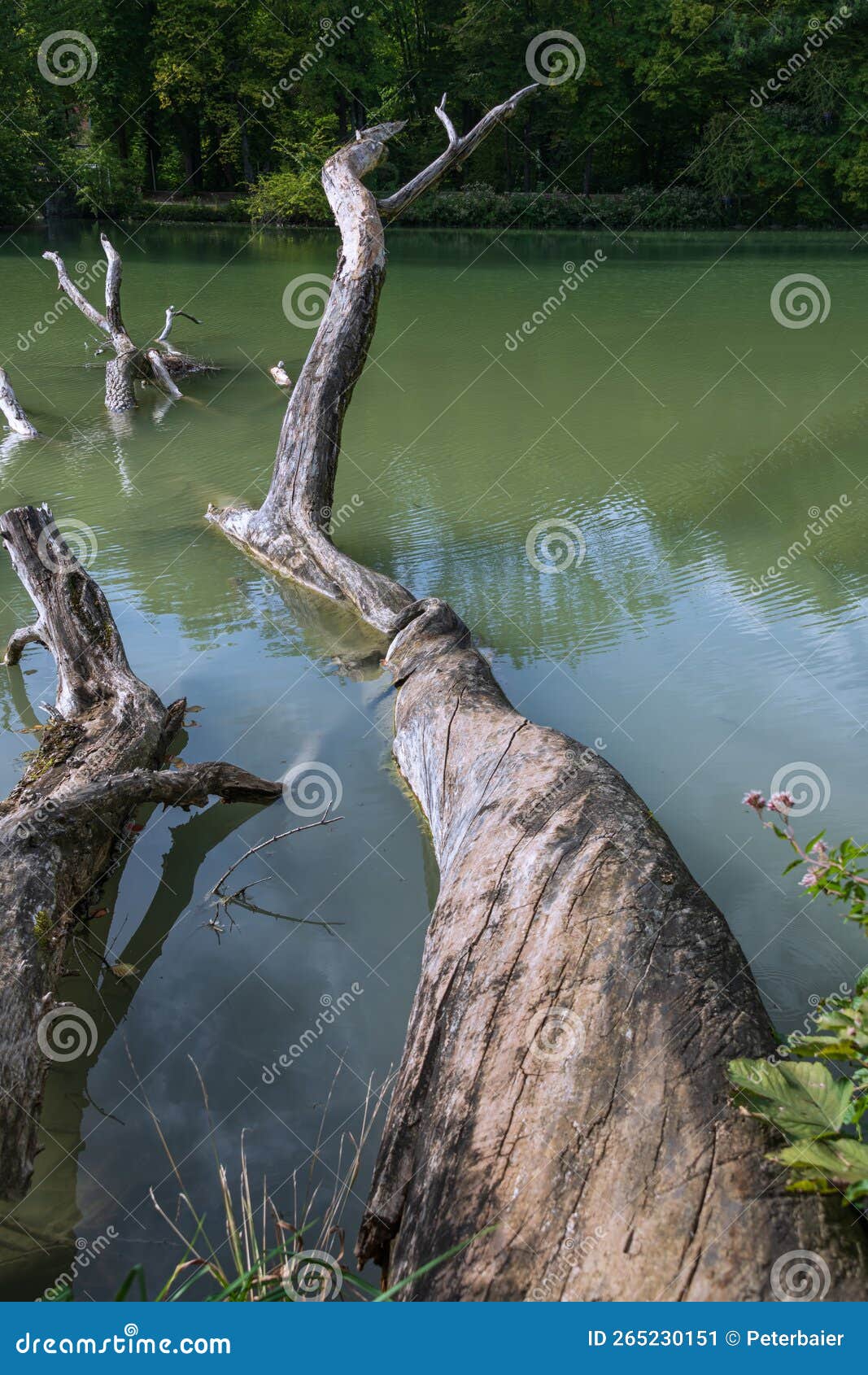 Fallen Dead Ashes at Lake Hinterbruehl Stock Image - Image of europe ...