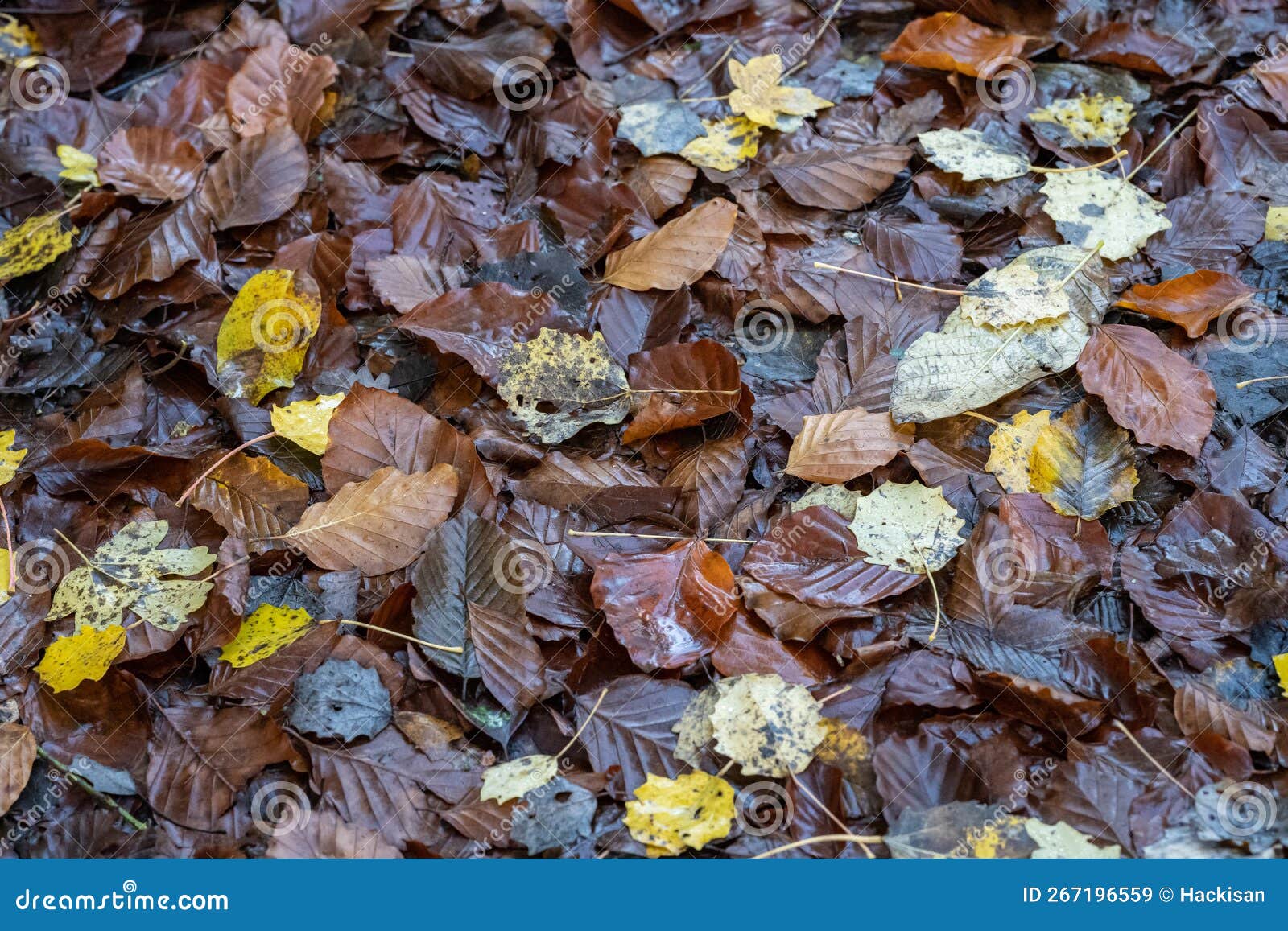 Fallen Dead Leaves on the Ground of the Forest Stock Image - Image of ...
