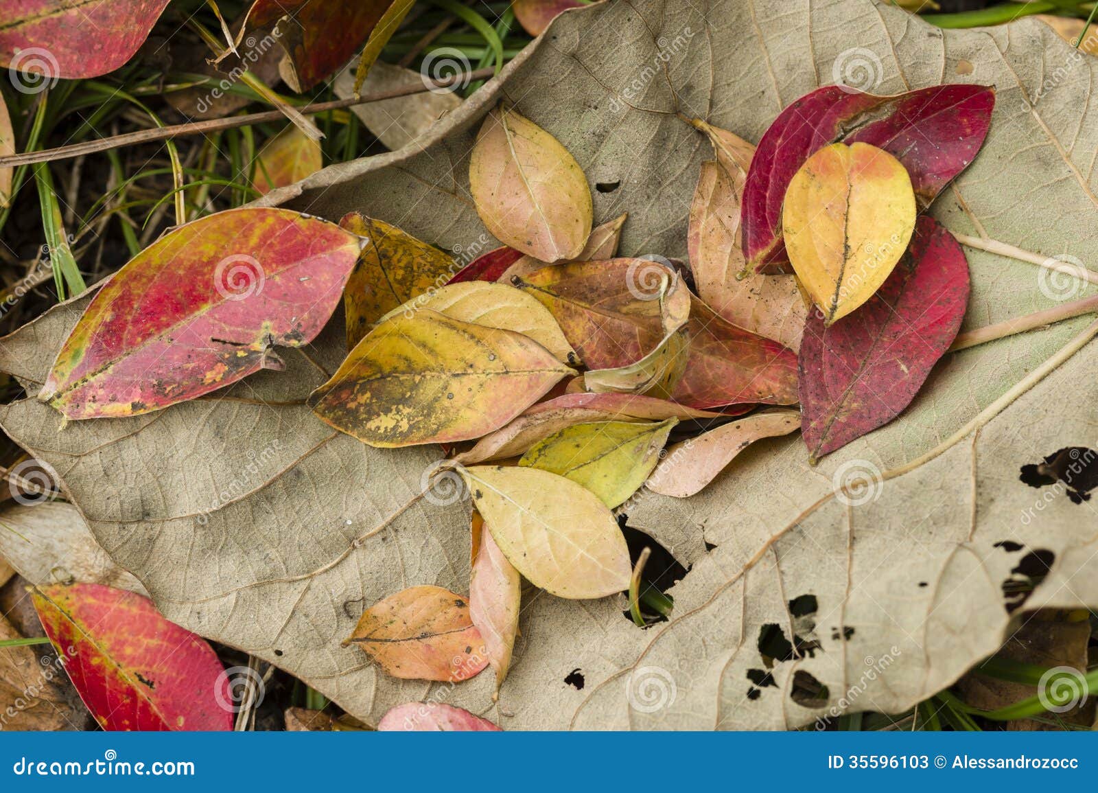 Fallen dead leaves stock image. Image of brown, macro - 35596103