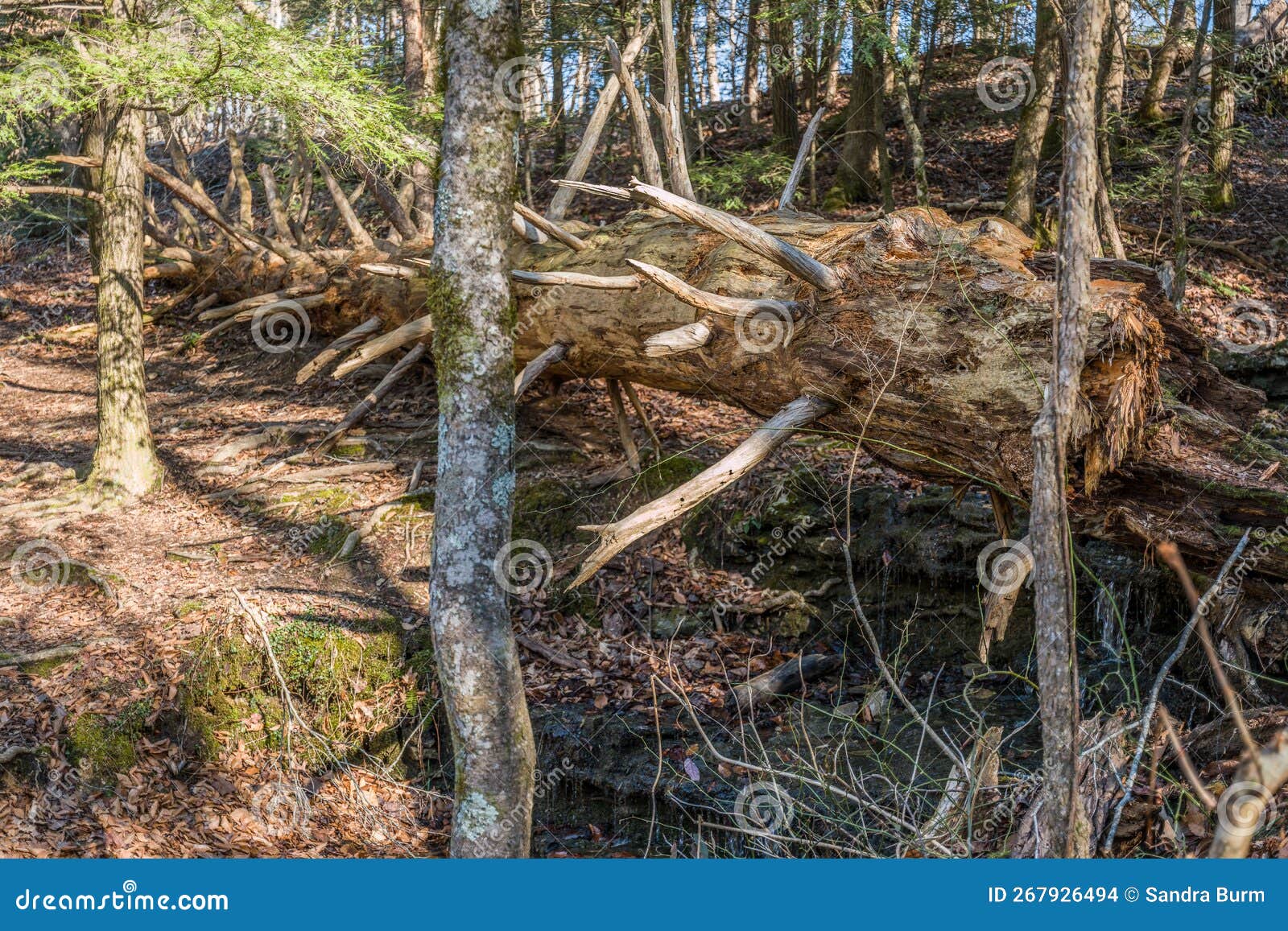 Fallen dead pine tree stock photo. Image of forestry - 267926494