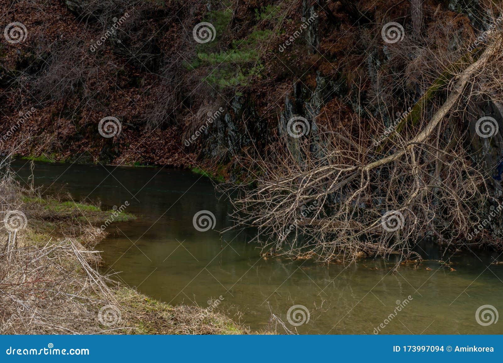 Fallen Dead Tree on Riverbank Stock Photo - Image of forest, hiking ...