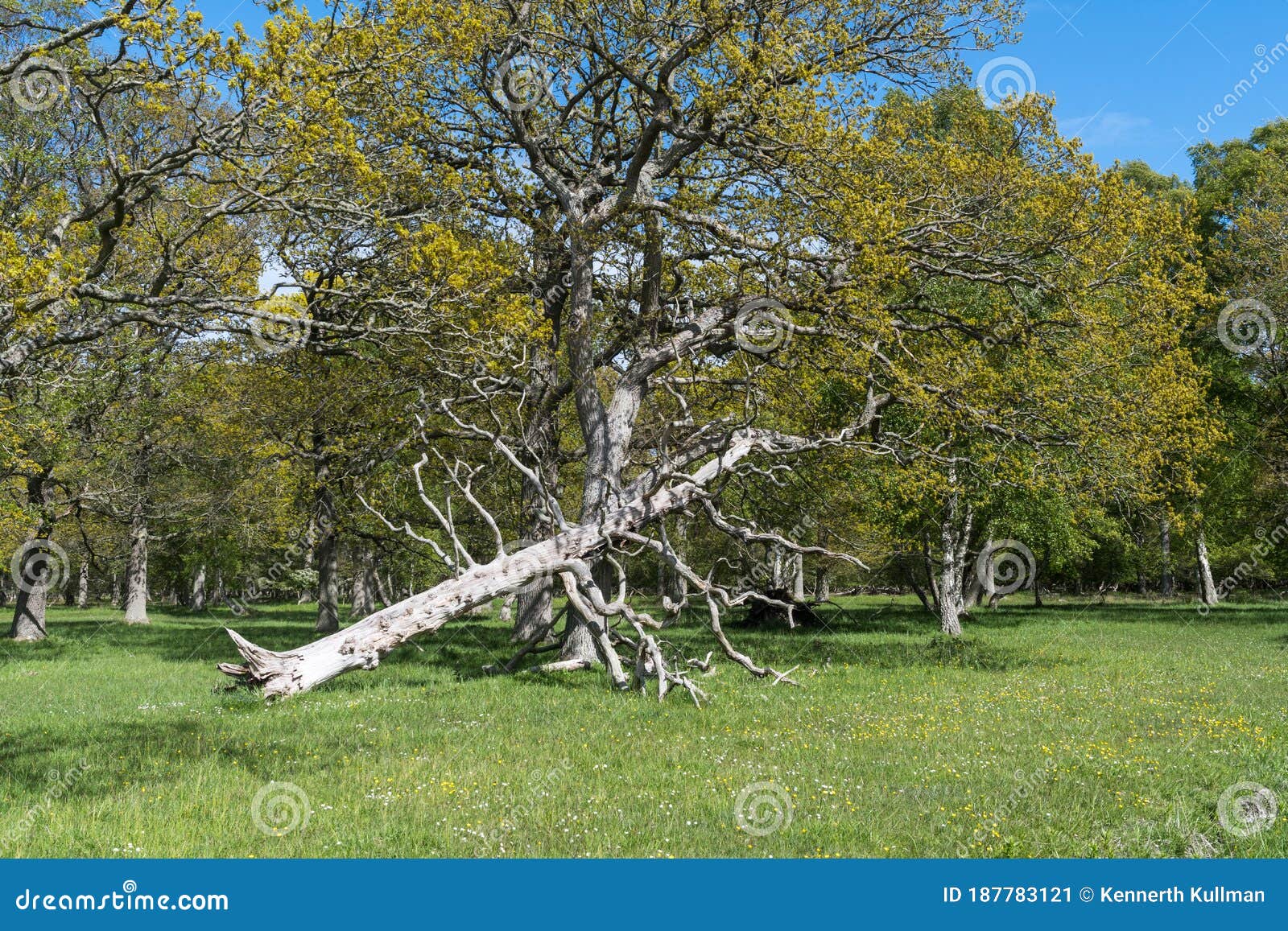 Fallen Dead Tree in a Beautiful Bright Forest Stock Image - Image of ...