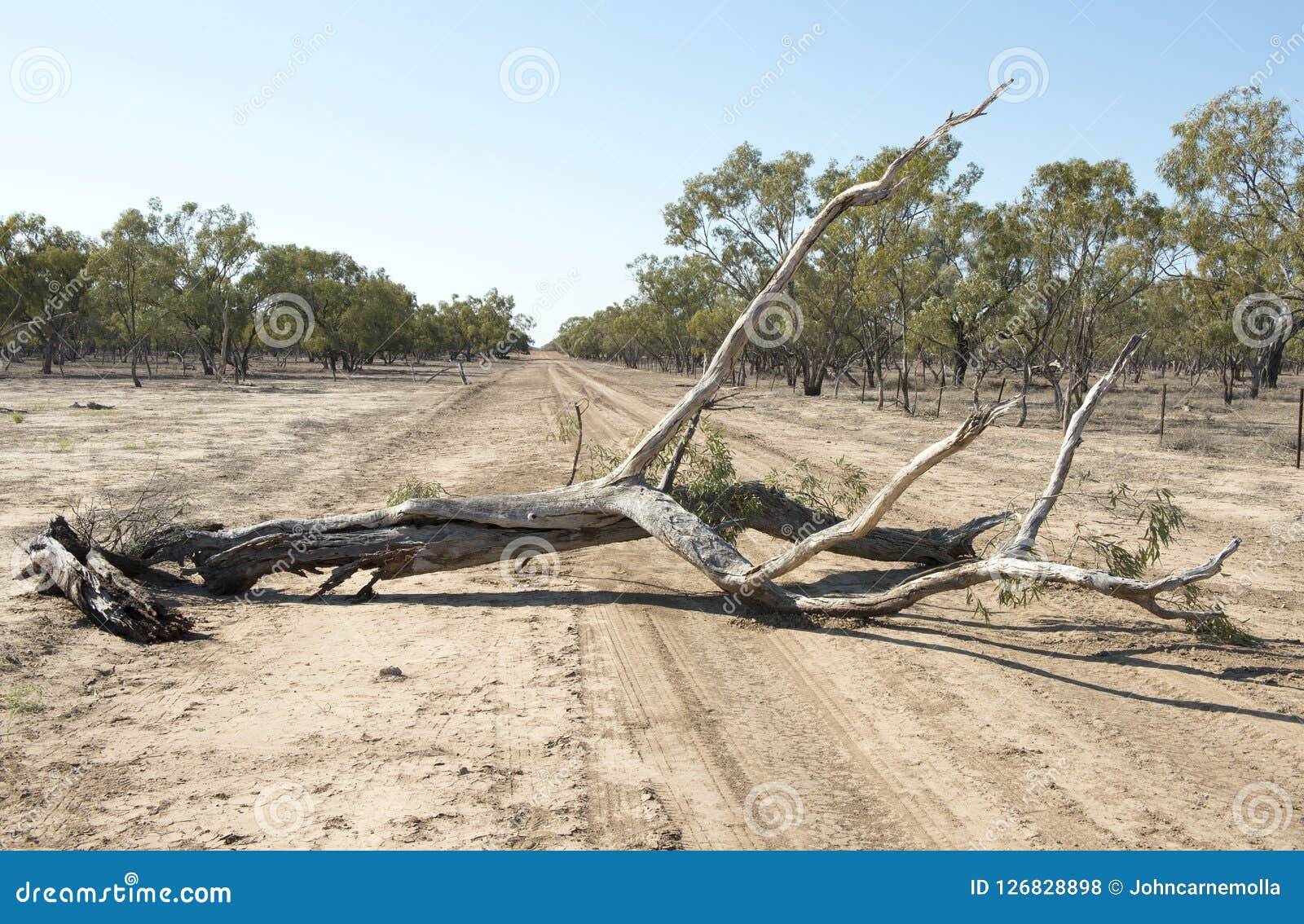 Fallen Dead Tree Blocking Road. Stock Photo - Image of tree, australian ...