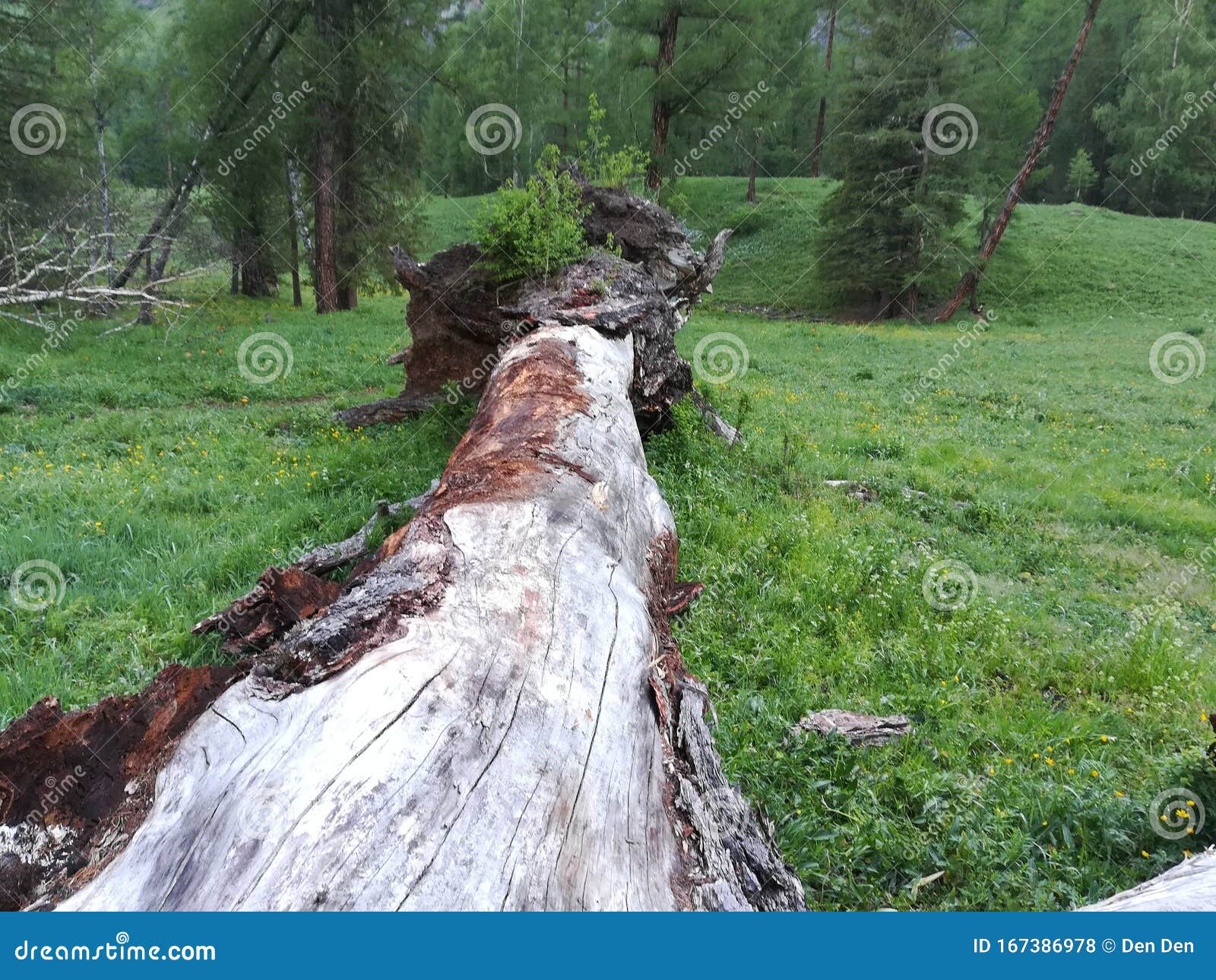 Fallen dead tree stock photo. Image of tree, fallen - 167386978