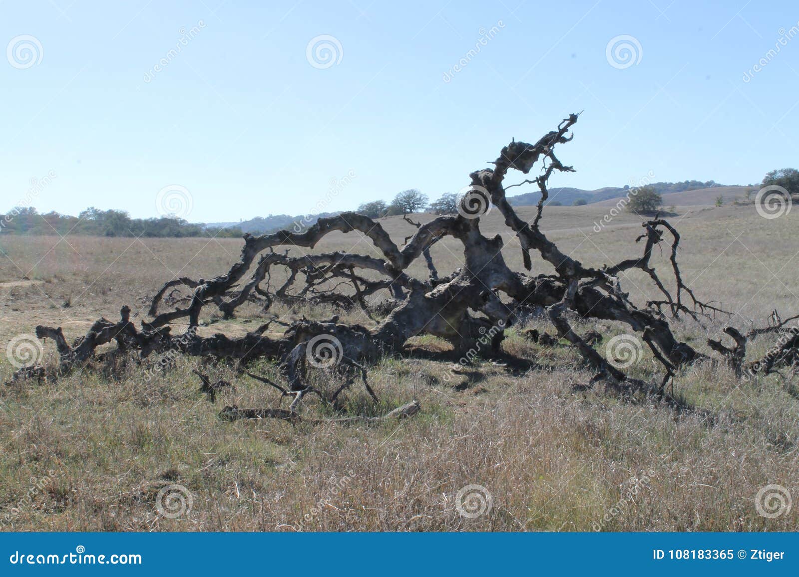 Fallen Dead Tree in Field stock image. Image of field - 108183365