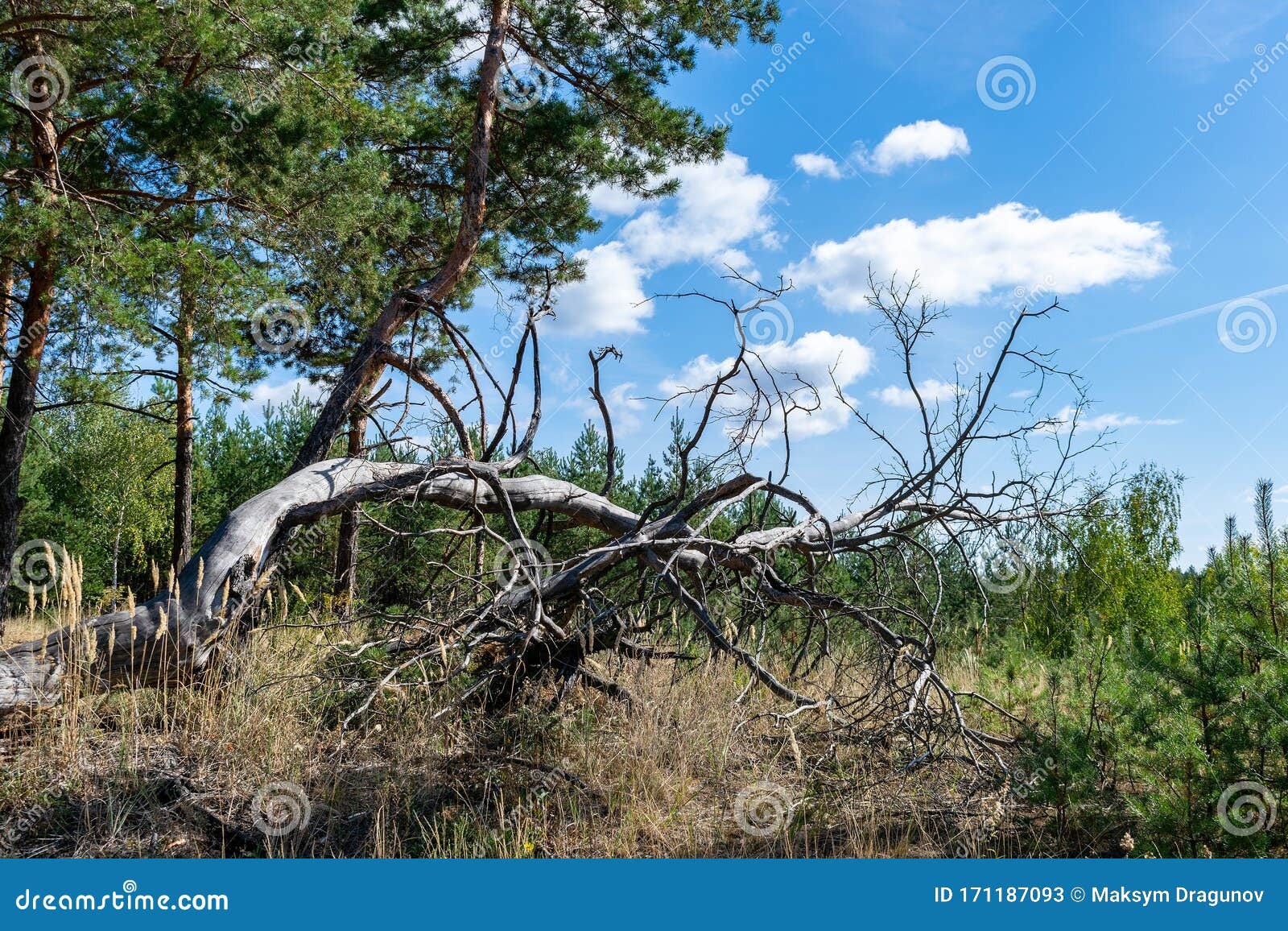 Fallen dead tree stock image. Image of dead, scene, natural - 171187093