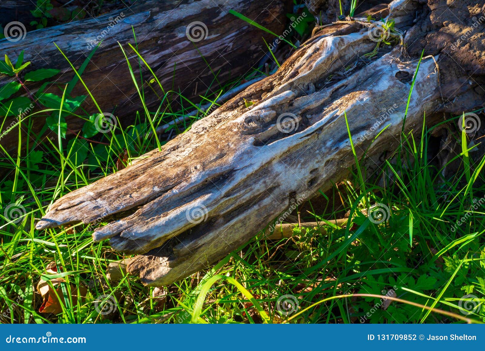 Fallen Dead Tree in Grass stock photo. Image of plants - 131709852
