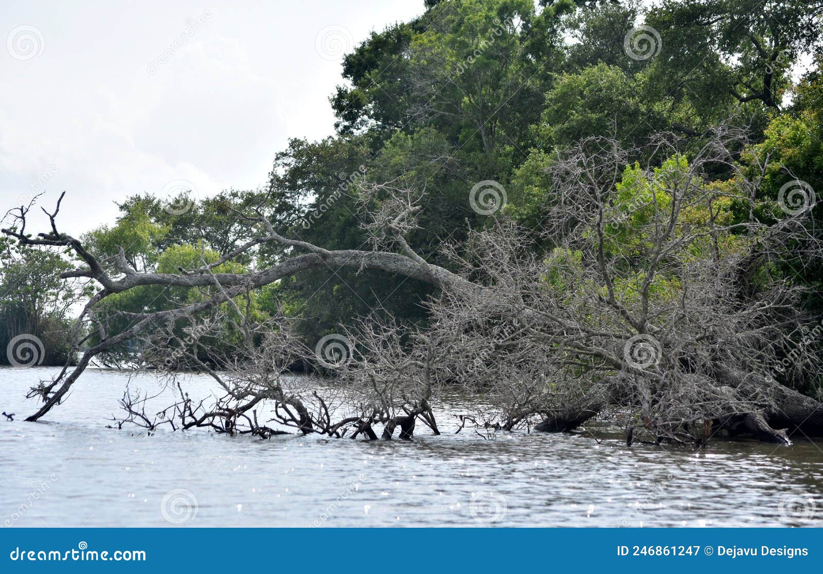 Fallen Dead Tree in the River in Louisiana Stock Image - Image of ...