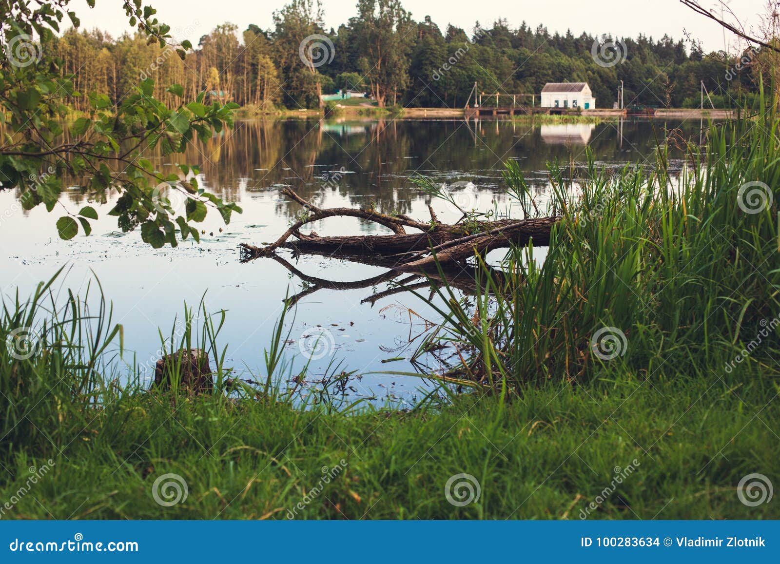 Fallen Dead Tree in the Water with the Reflection of the Sky and Stock ...