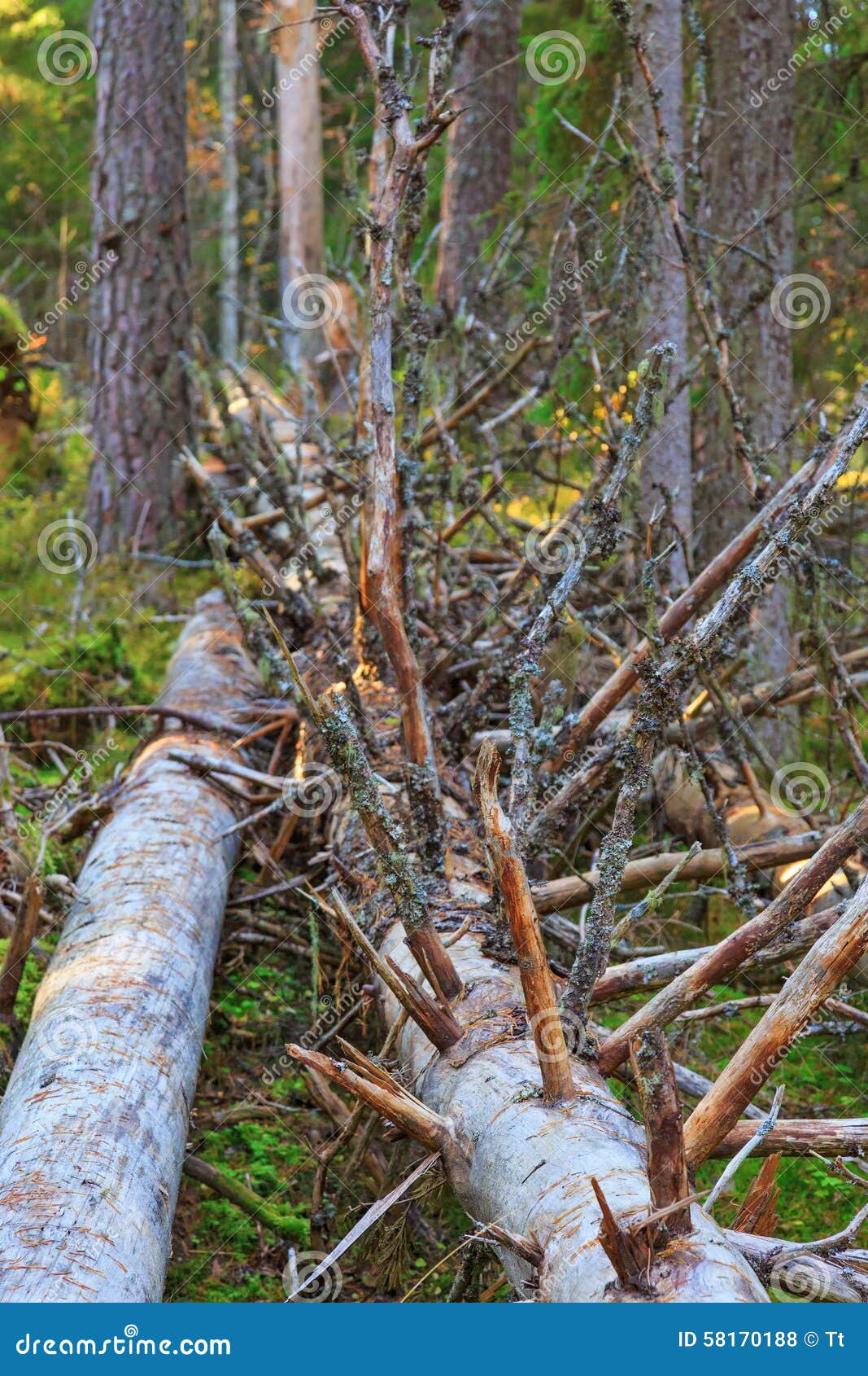 Fallen dead tree in woods stock photo. Image of spruce - 58170188