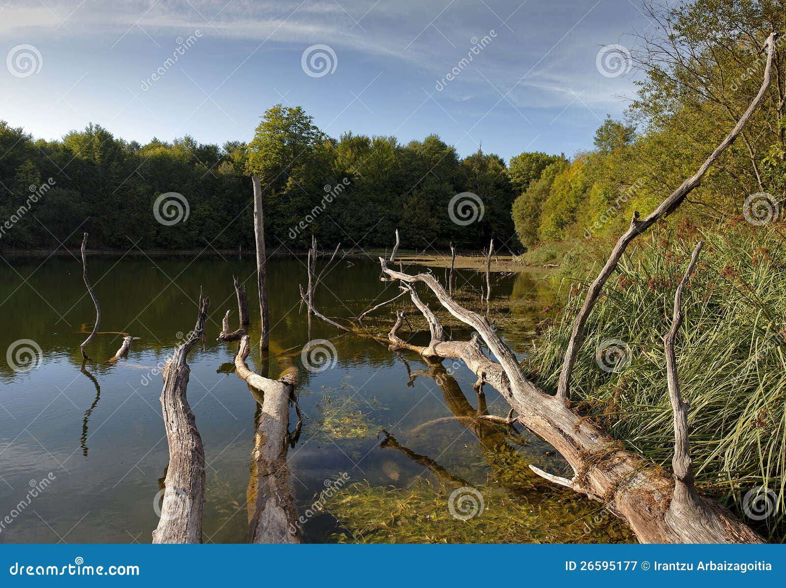 Fallen Dead Trees on the Shore of the Pond Stock Image - Image of river ...
