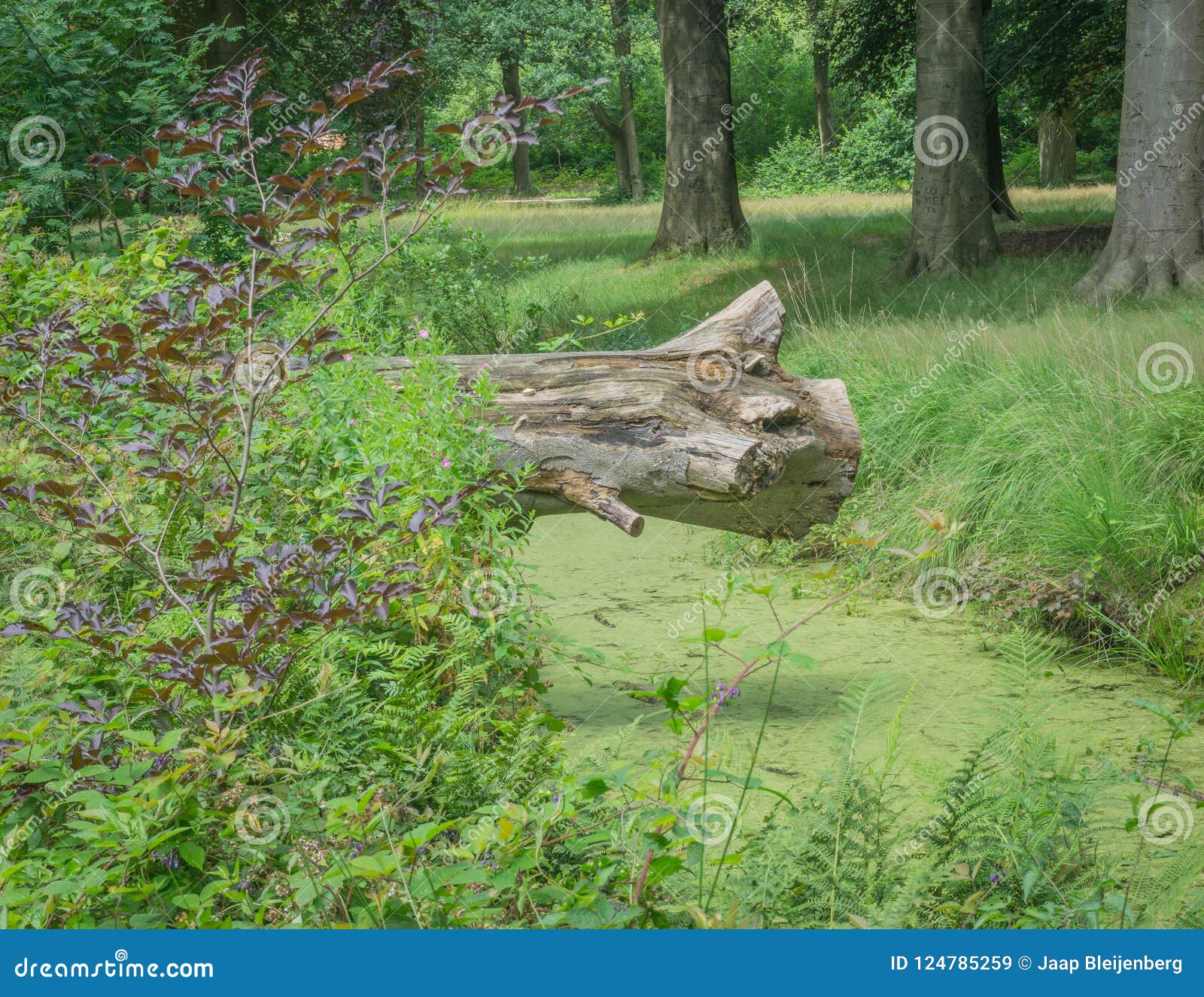 Fallen Decaying Tree Above the River Forest Landscape Stock Image ...