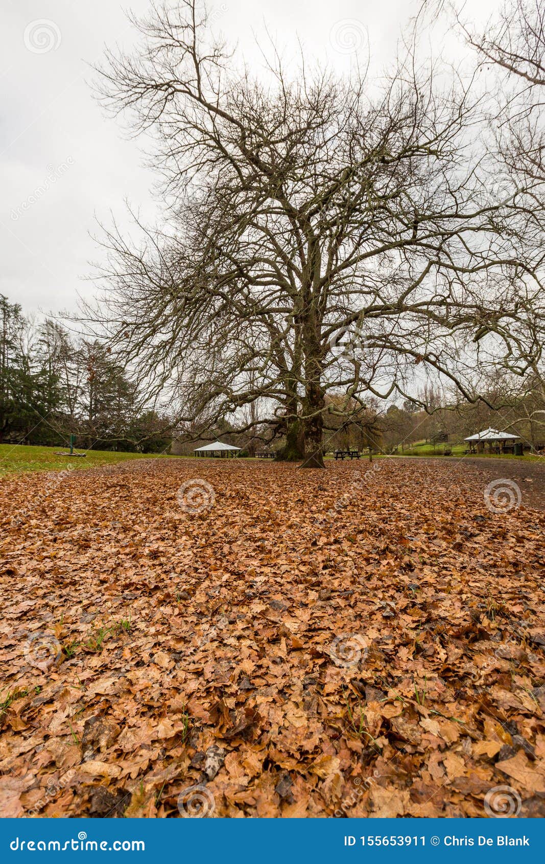 Deciduous Leaves From A Tree Stalk Royalty-Free Stock Photography ...