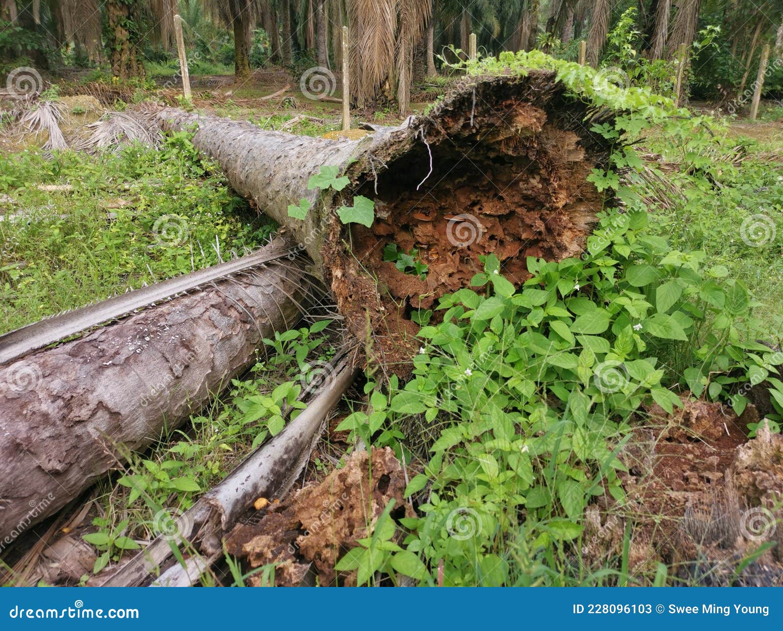 The Fallen Decompose Tree Trunk on the Ground Stock Image - Image of ...