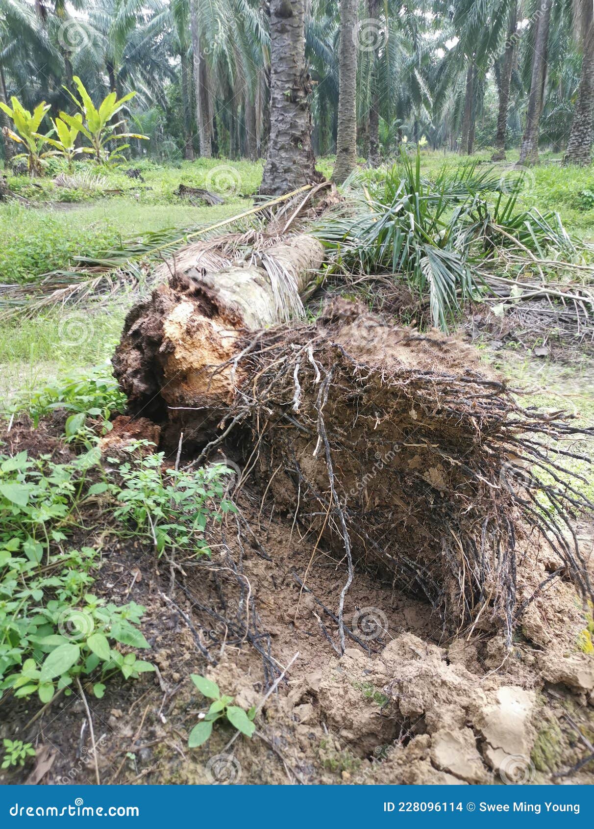The Fallen Decompose Tree Trunk on the Ground Stock Photo - Image of ...