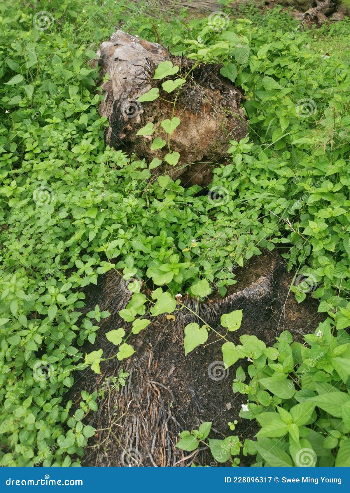 The Fallen Decompose Tree Trunk on the Ground Stock Image - Image of ...