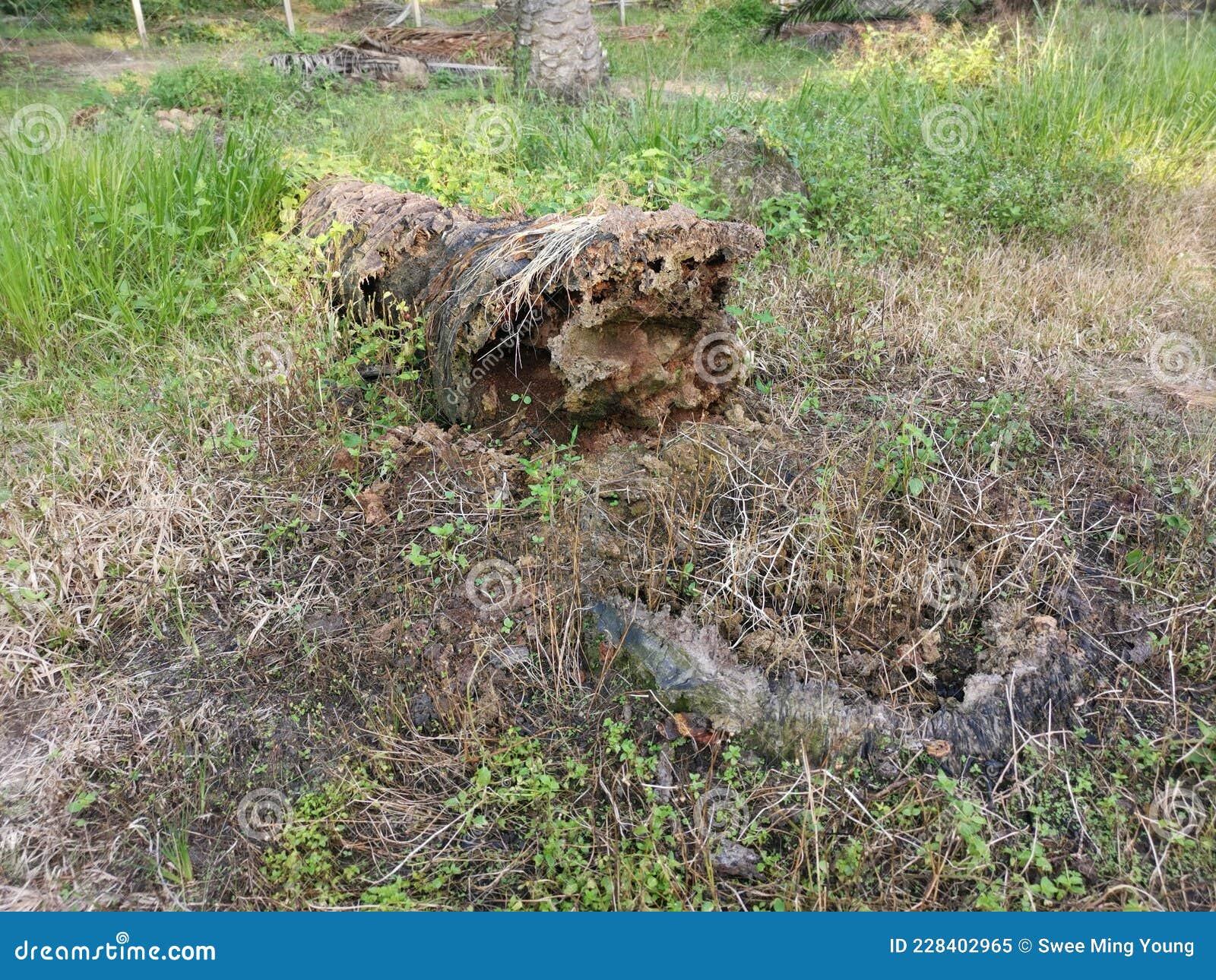 The Fallen Decompose Tree Trunk on the Ground Stock Image - Image of ...