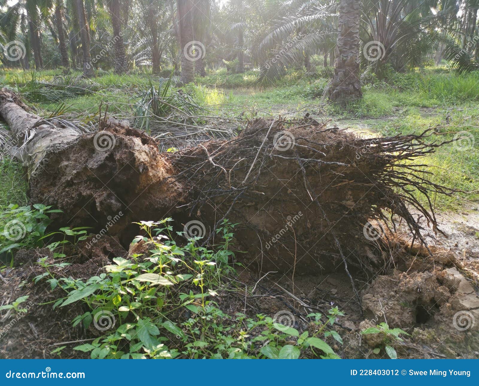 The Fallen Decompose Tree Trunk on the Ground Stock Photo - Image of ...