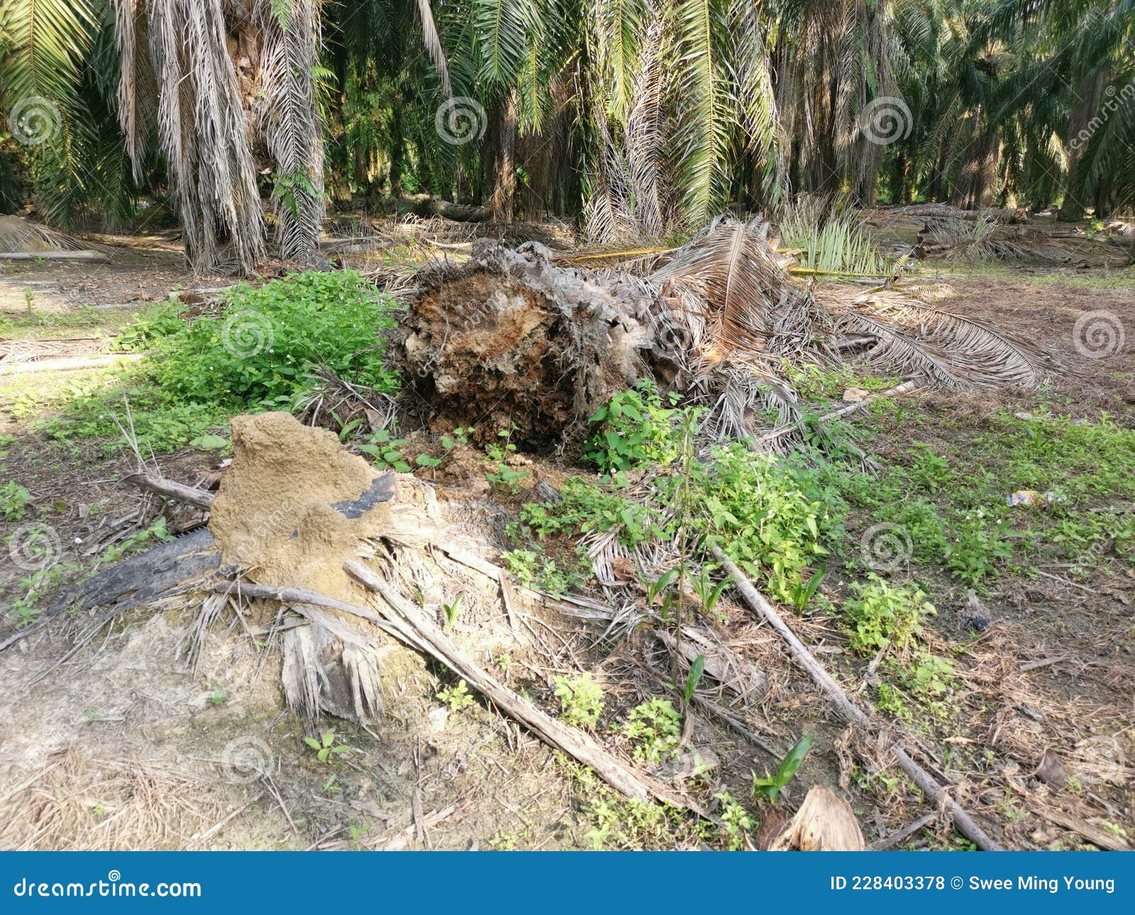 The Fallen Decompose Tree Trunk on the Ground Stock Photo - Image of ...