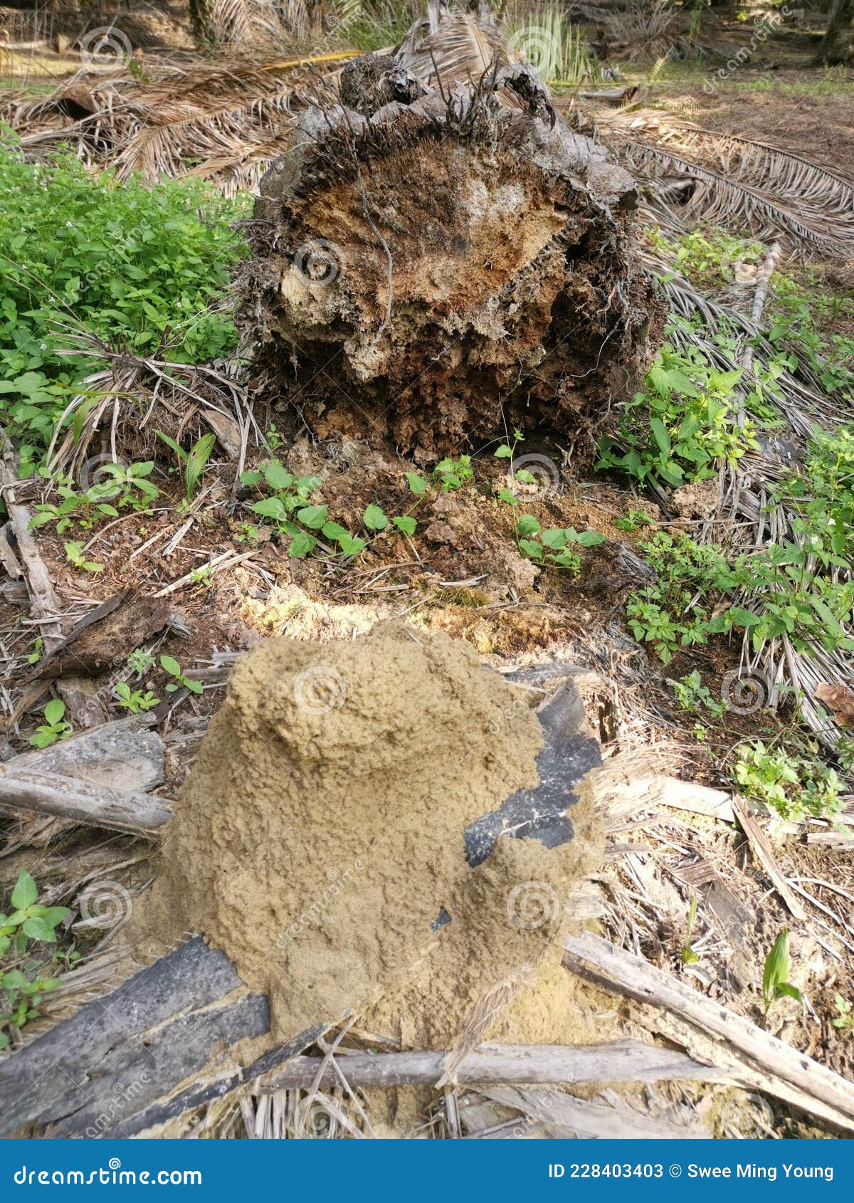 The Fallen Decompose Tree Trunk on the Ground Stock Image - Image of ...