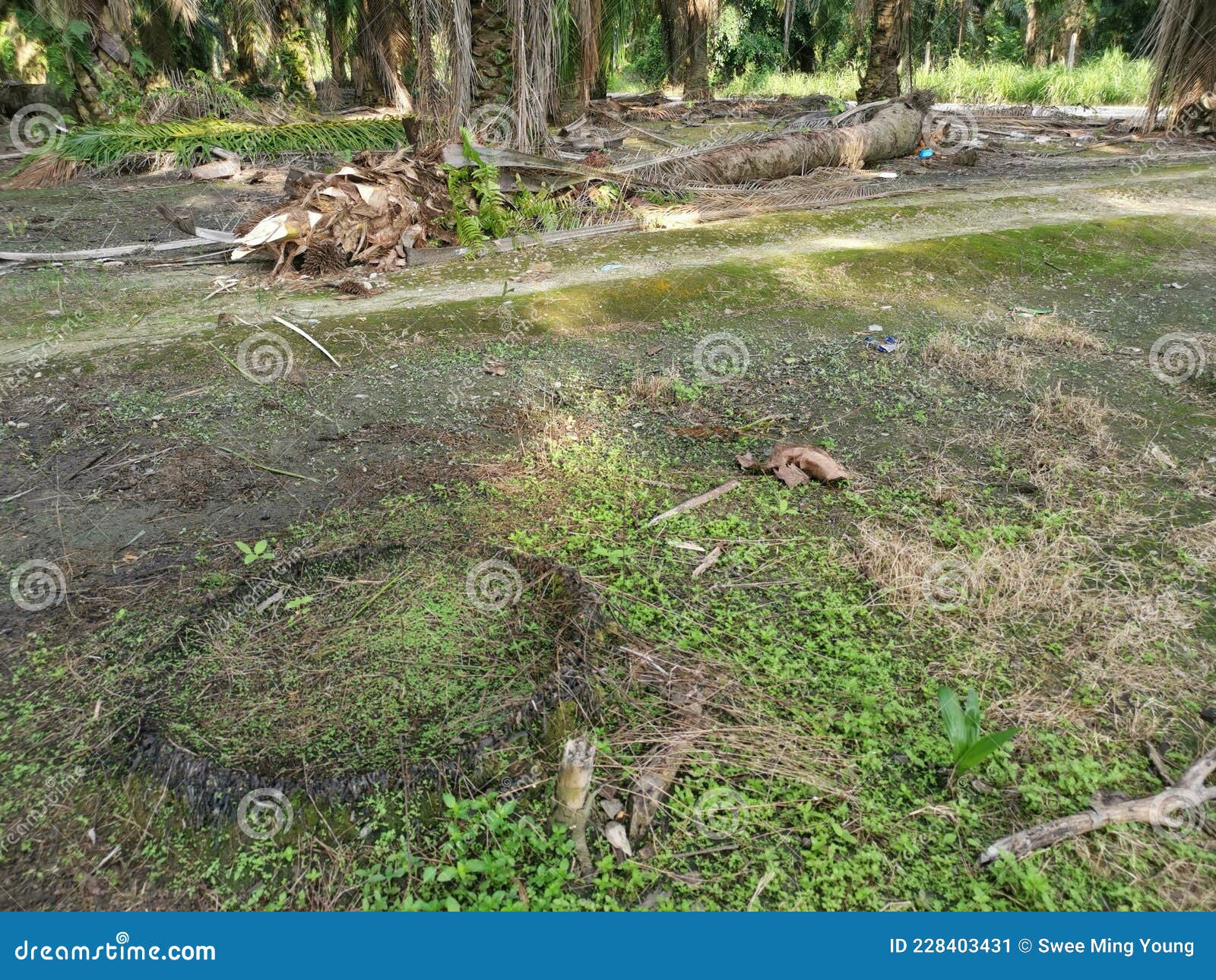The Fallen Decompose Tree Trunk on the Ground Stock Image - Image of ...