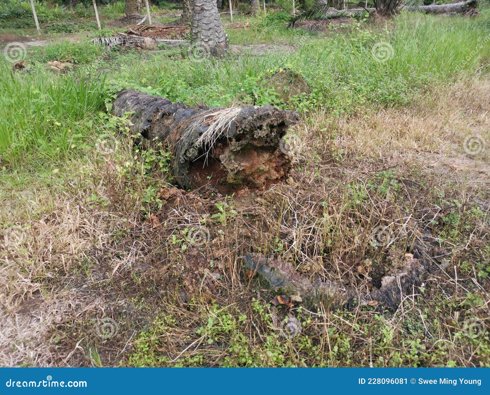 The Fallen Decompose Tree Trunk on the Ground Stock Image - Image of ...