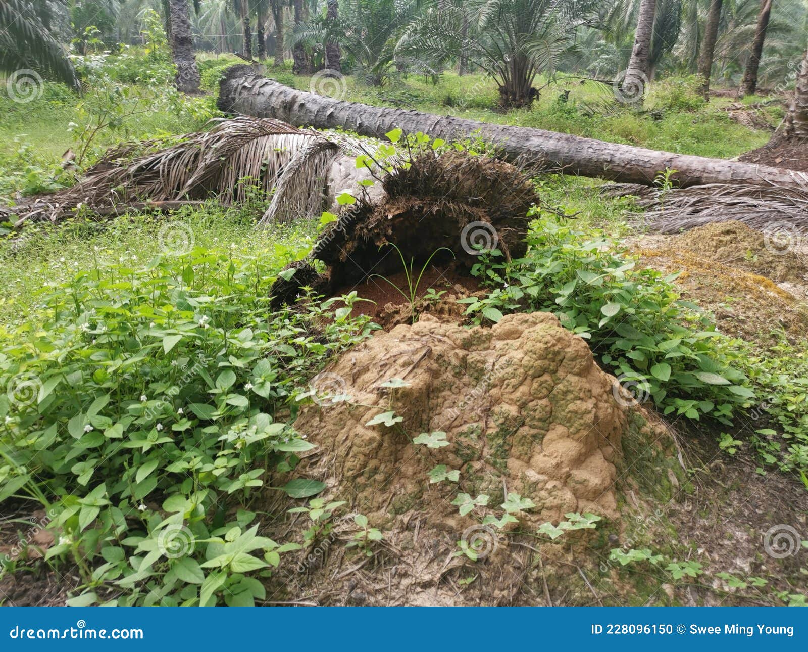 The Fallen Decompose Tree Trunk on the Ground Stock Photo - Image of ...