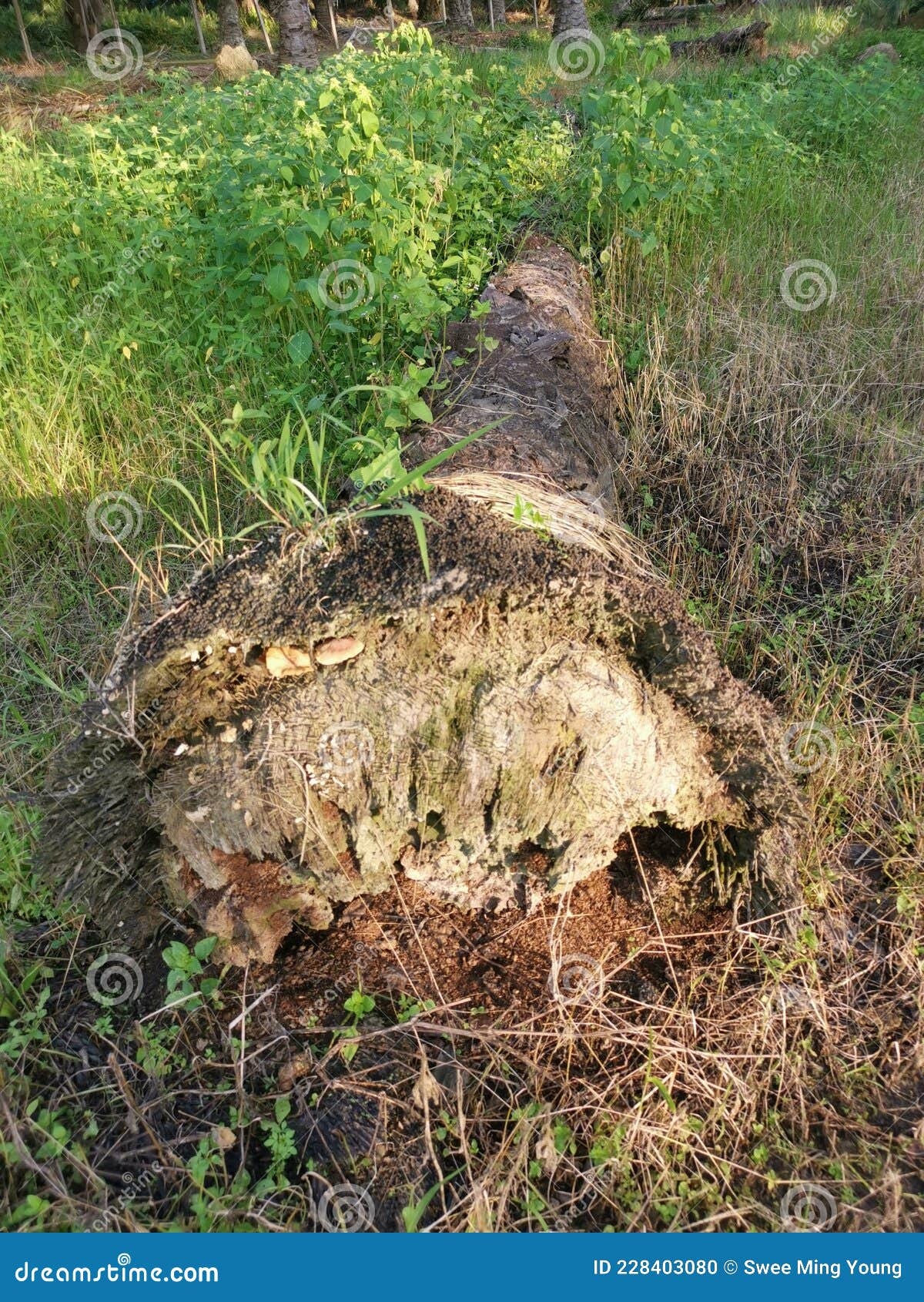 The Fallen Decompose Tree Trunk on the Ground Stock Photo - Image of ...