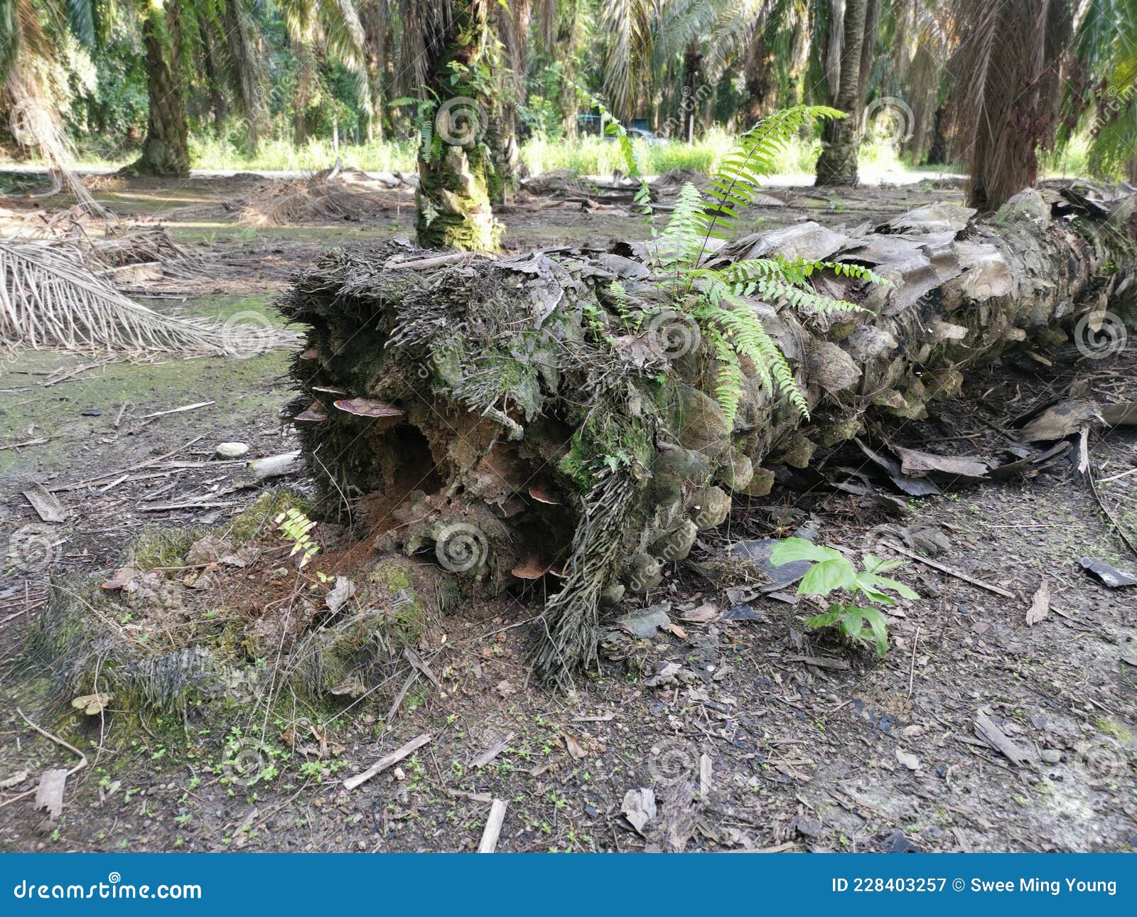 The Fallen Decompose Tree Trunk on the Ground Stock Image - Image of ...