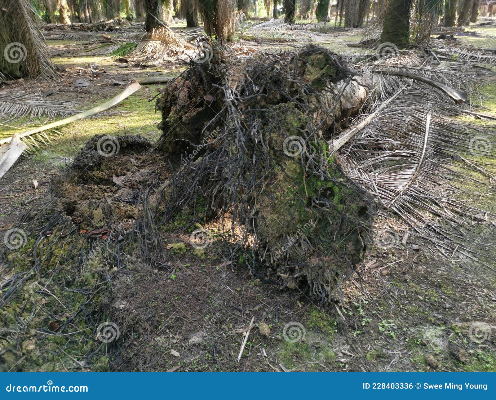 The Fallen Decompose Tree Trunk on the Ground Stock Photo - Image of ...