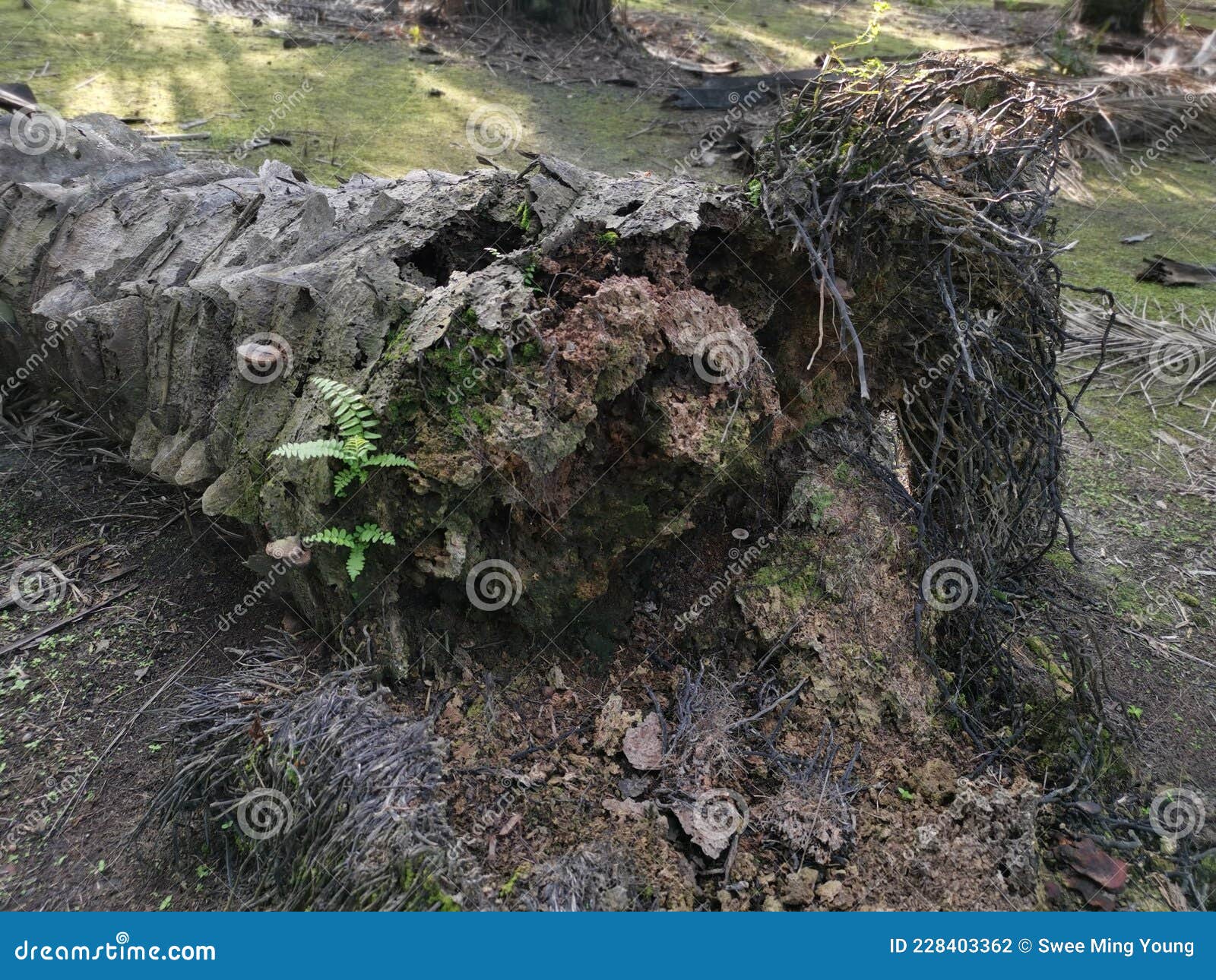 The Fallen Decompose Tree Trunk on the Ground Stock Photo - Image of ...