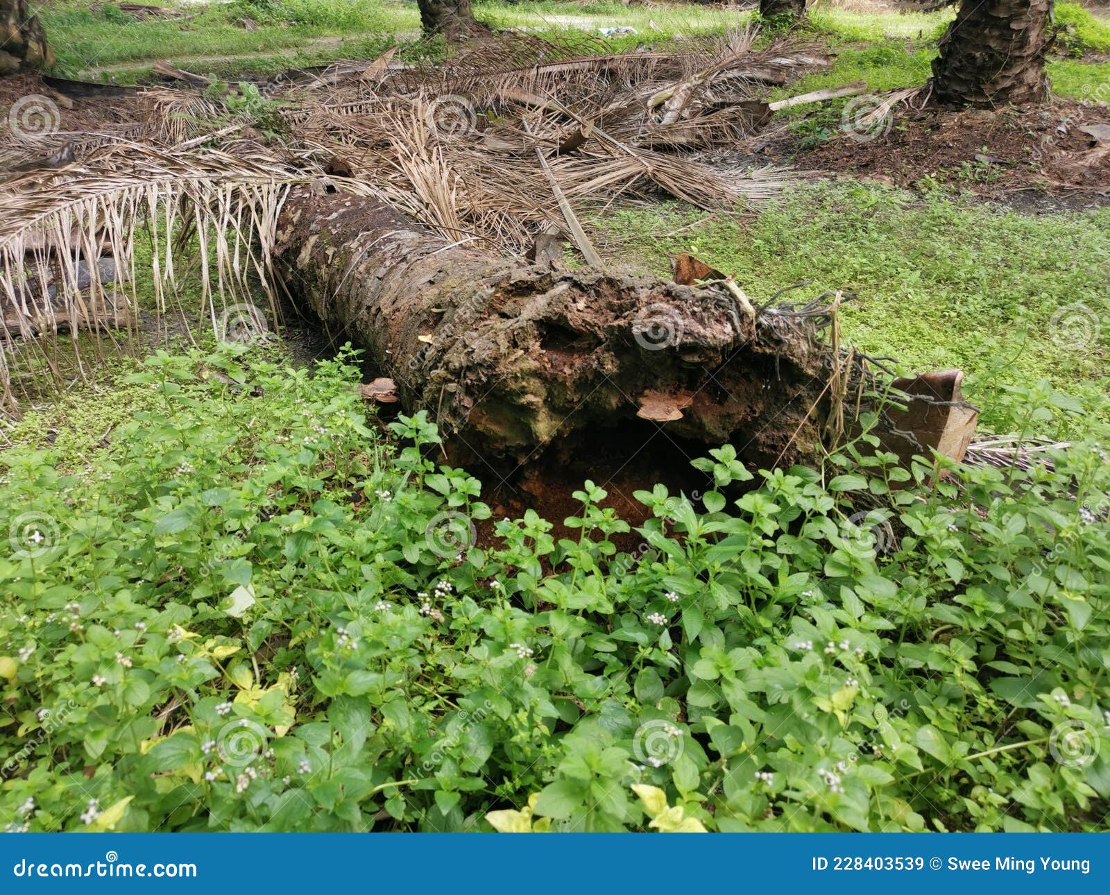 The Fallen Decompose Tree Trunk on the Ground Stock Image - Image of ...